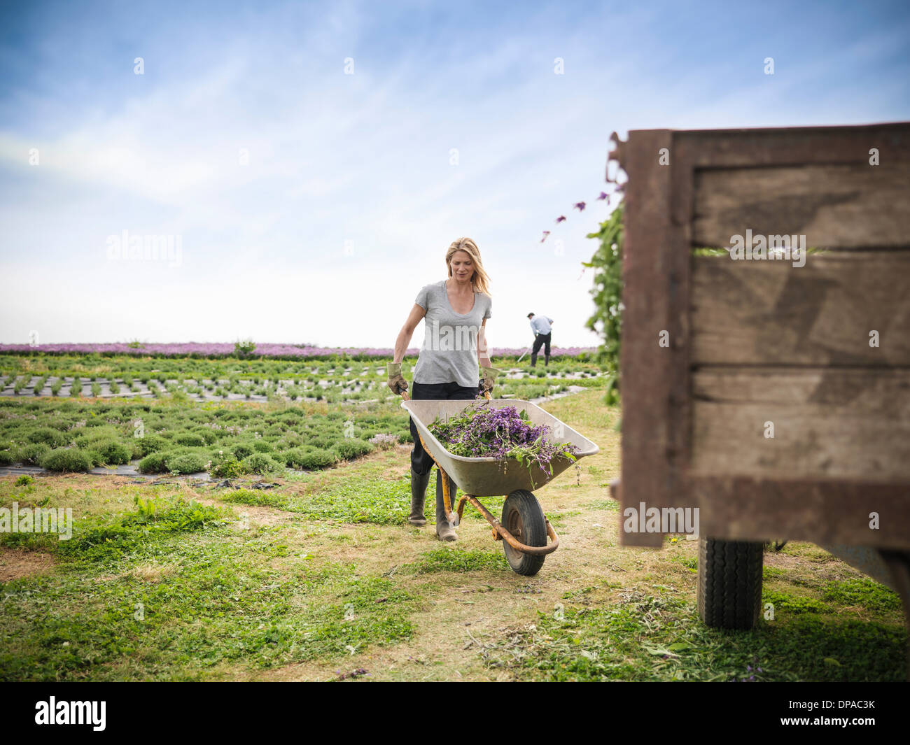 Person Pushing Wheelbarrow High Resolution Stock Photography and Images ...