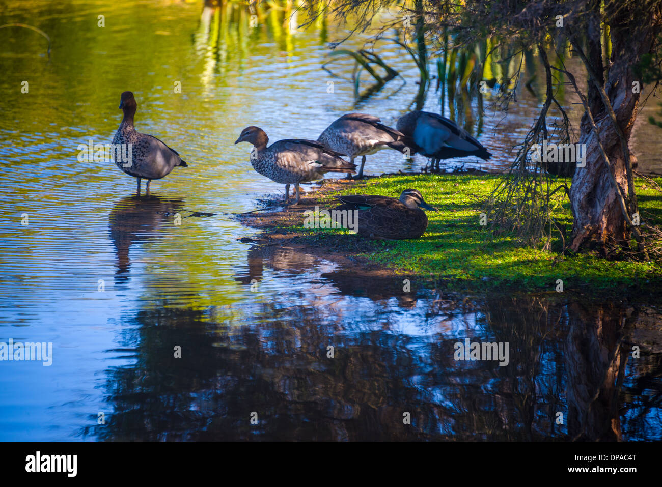 Ducks under the tree hi-res stock photography and images - Alamy