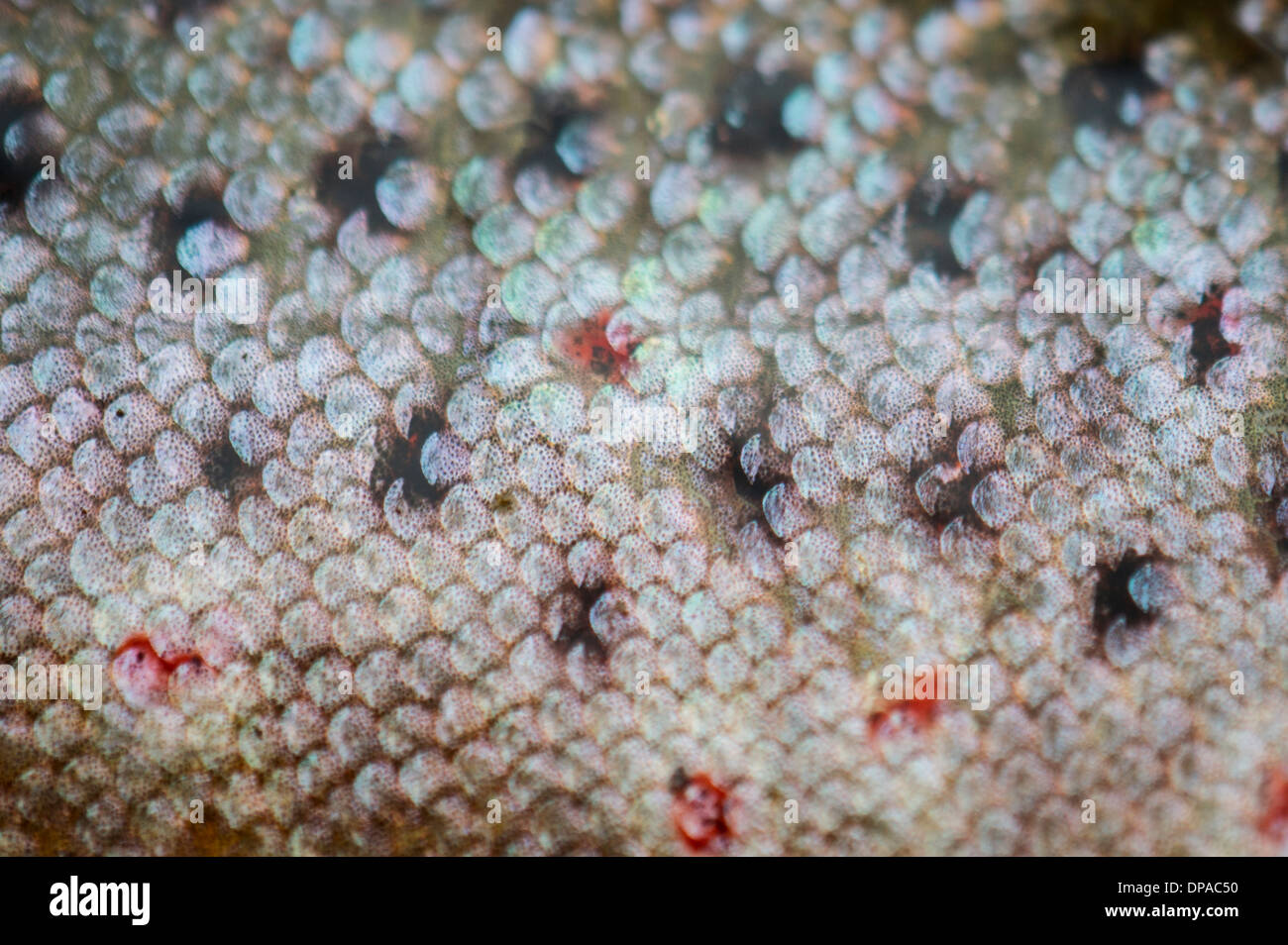 Close up of Rainbow Trout Stock Photo - Alamy