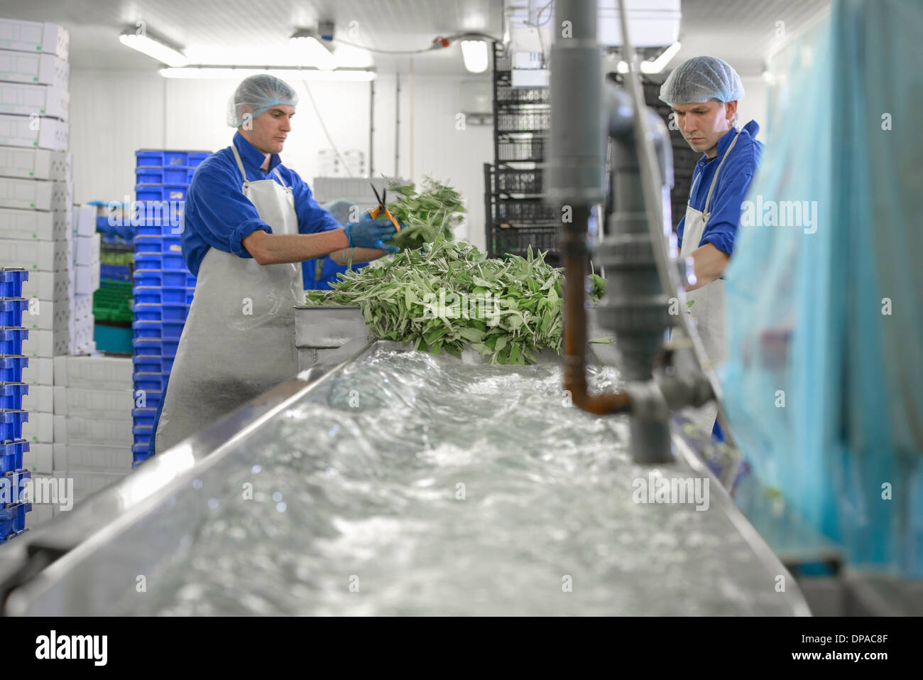 Food washing hi-res stock photography and images - Alamy