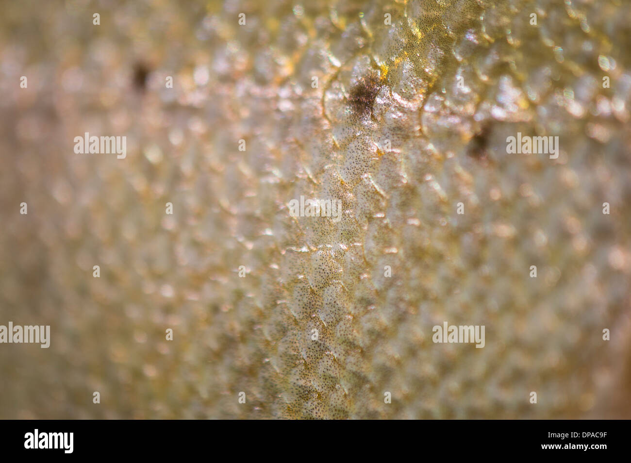 Pattern texture trout skin hi-res stock photography and images - Alamy
