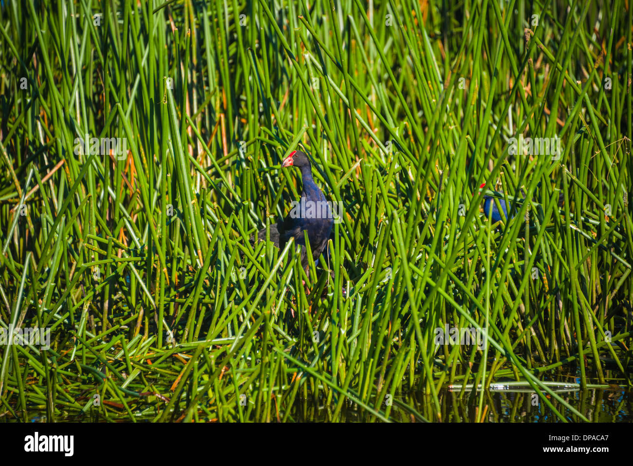 Australian wetland hi-res stock photography and images - Alamy