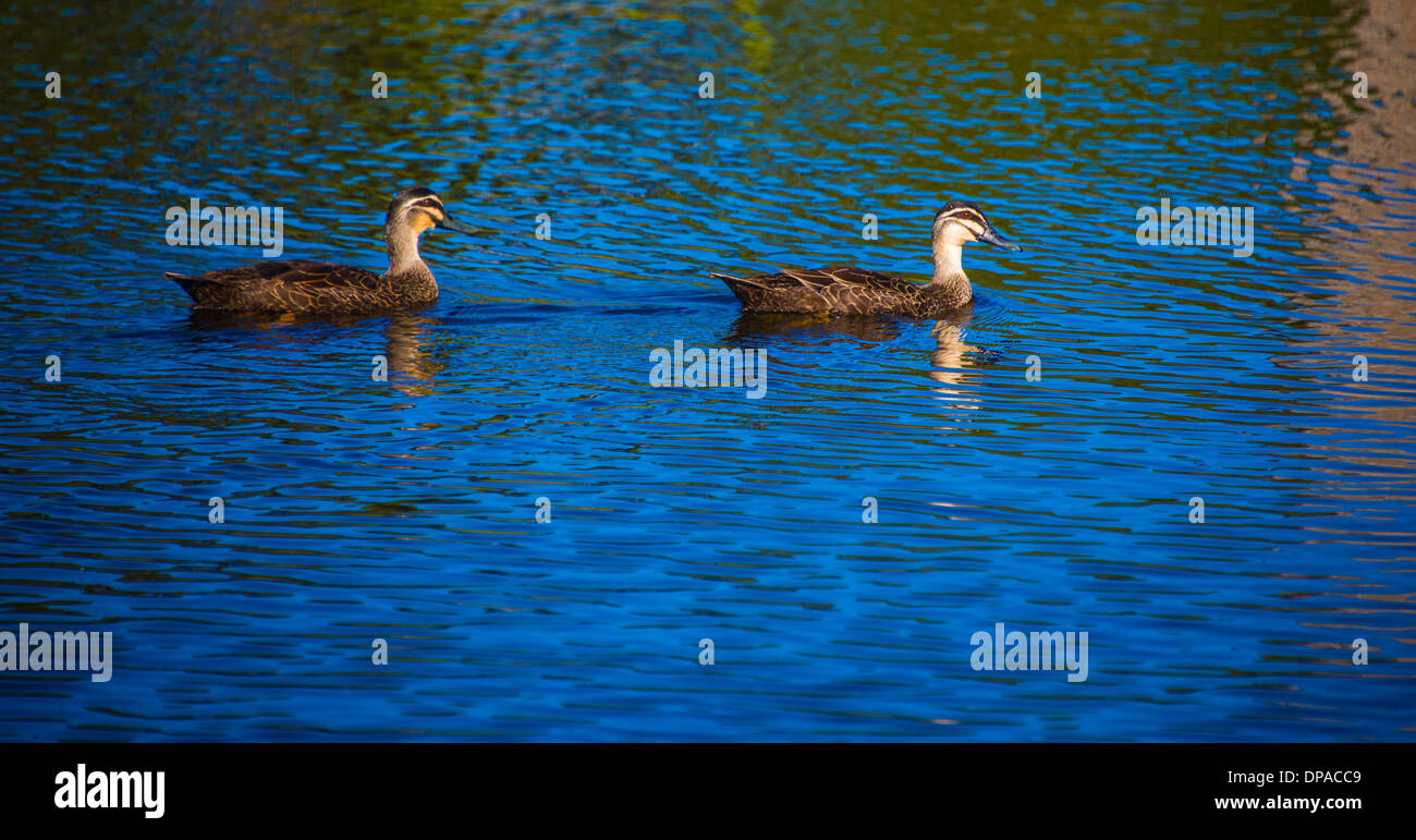 MALLARD DUCKS in pond wildness wet lands Moonlit Victoria Australia ...