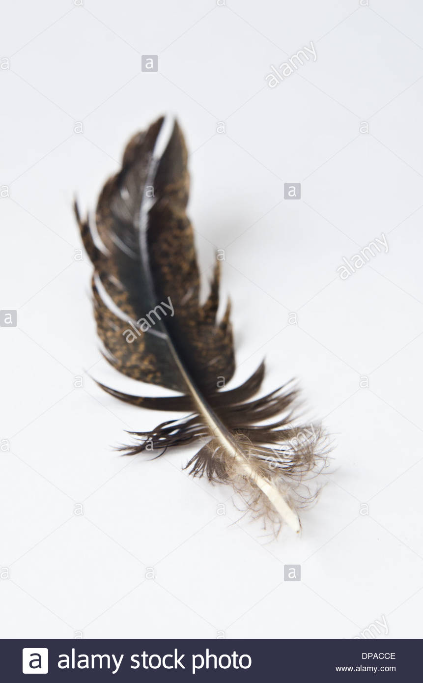 Bird Feather High Resolution Stock Photography and Images - Alamy