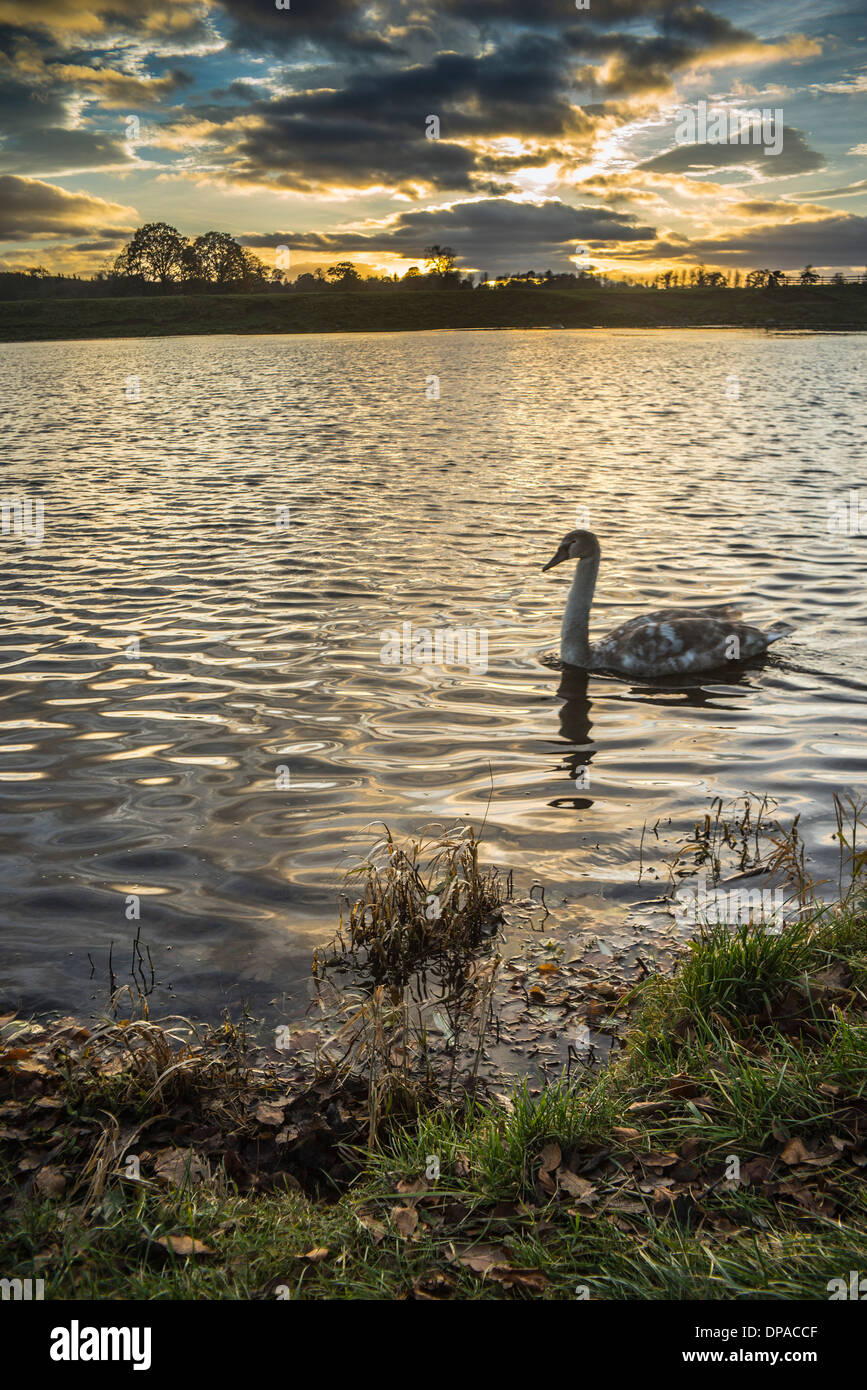 River Tweed, Scotland - swan, evening Stock Photo - Alamy