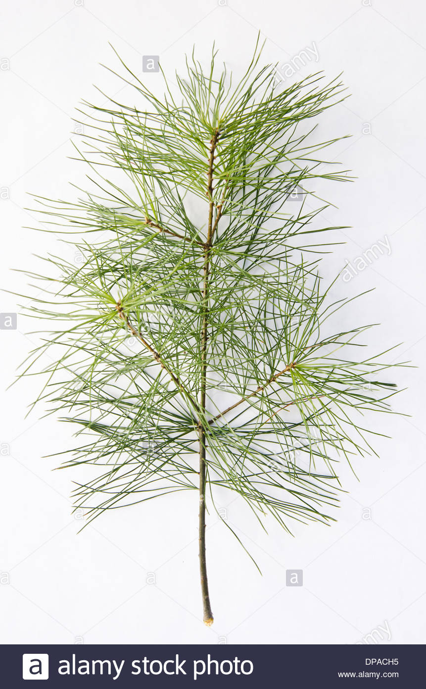 Eastern White Pine Branch High Resolution Stock Photography and Images ...
