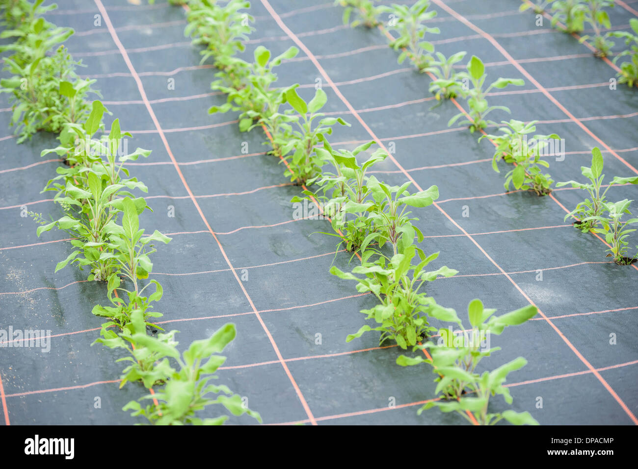 Horizontal rows hi-res stock photography and images - Alamy