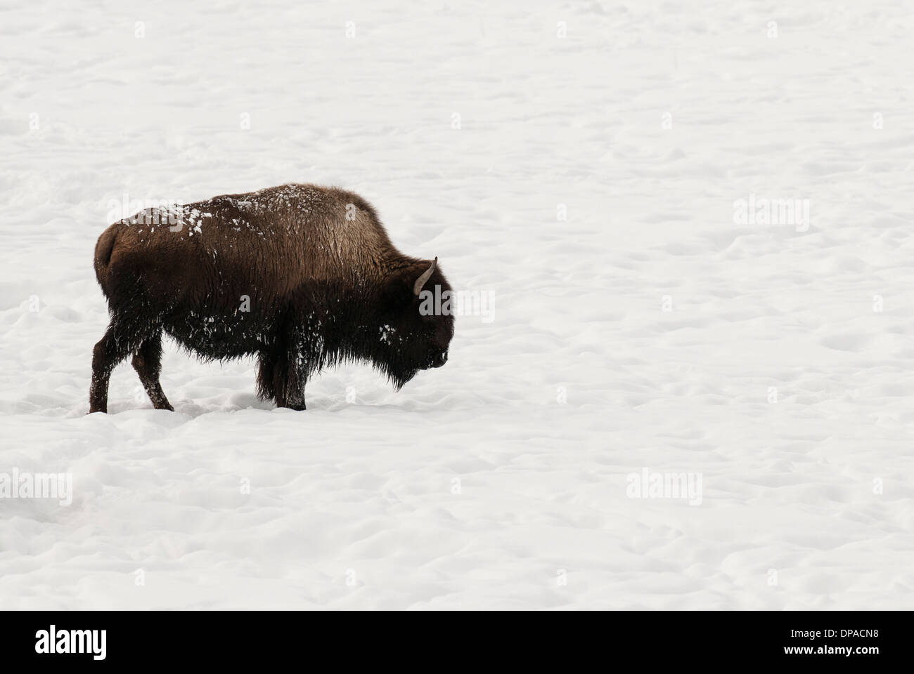 Yellowstone winter buffalo hi-res stock photography and images - Alamy
