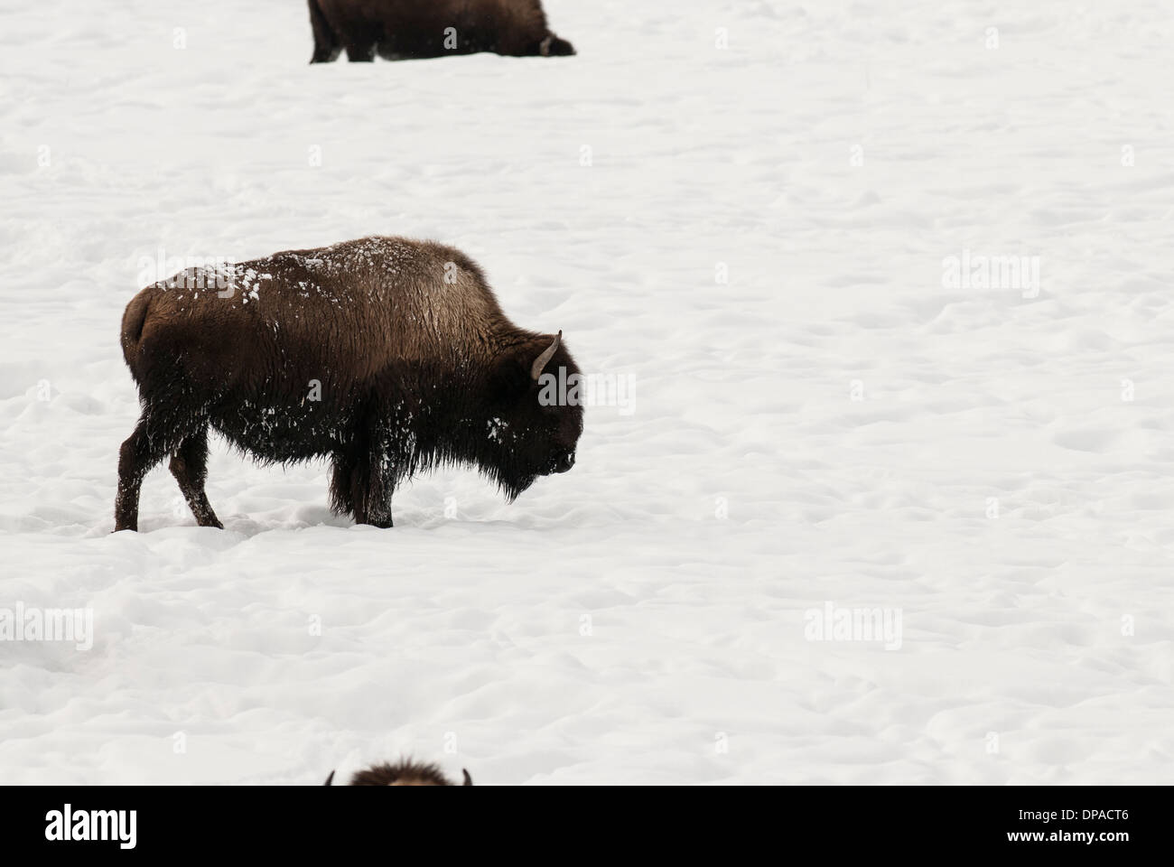 Yellowstone winter buffalo hi-res stock photography and images - Alamy