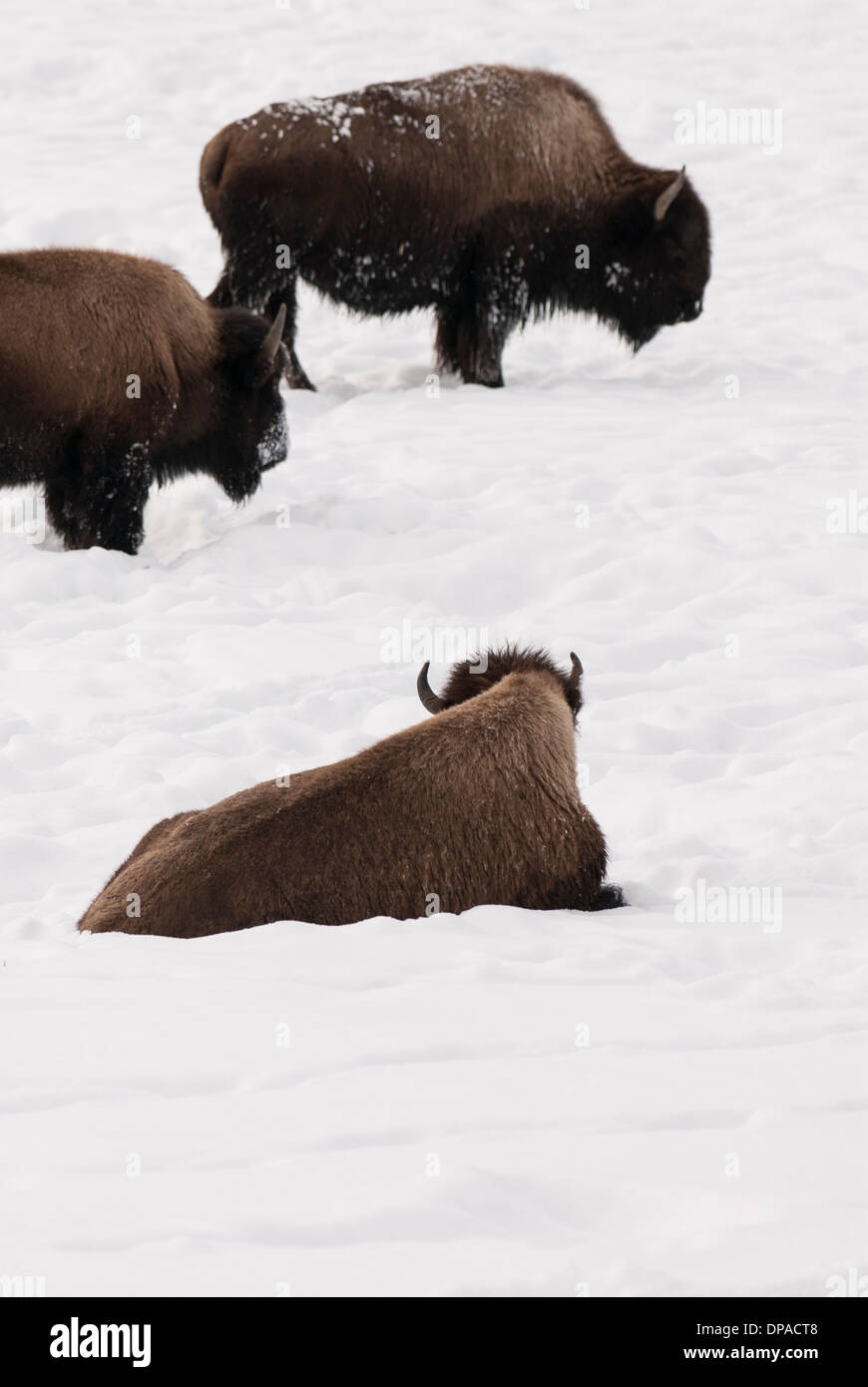Yellowstone Winter Buffalo High Resolution Stock Photography and Images ...