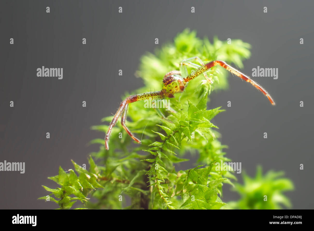 Green crab spider diaea dorsata hi-res stock photography and images - Alamy