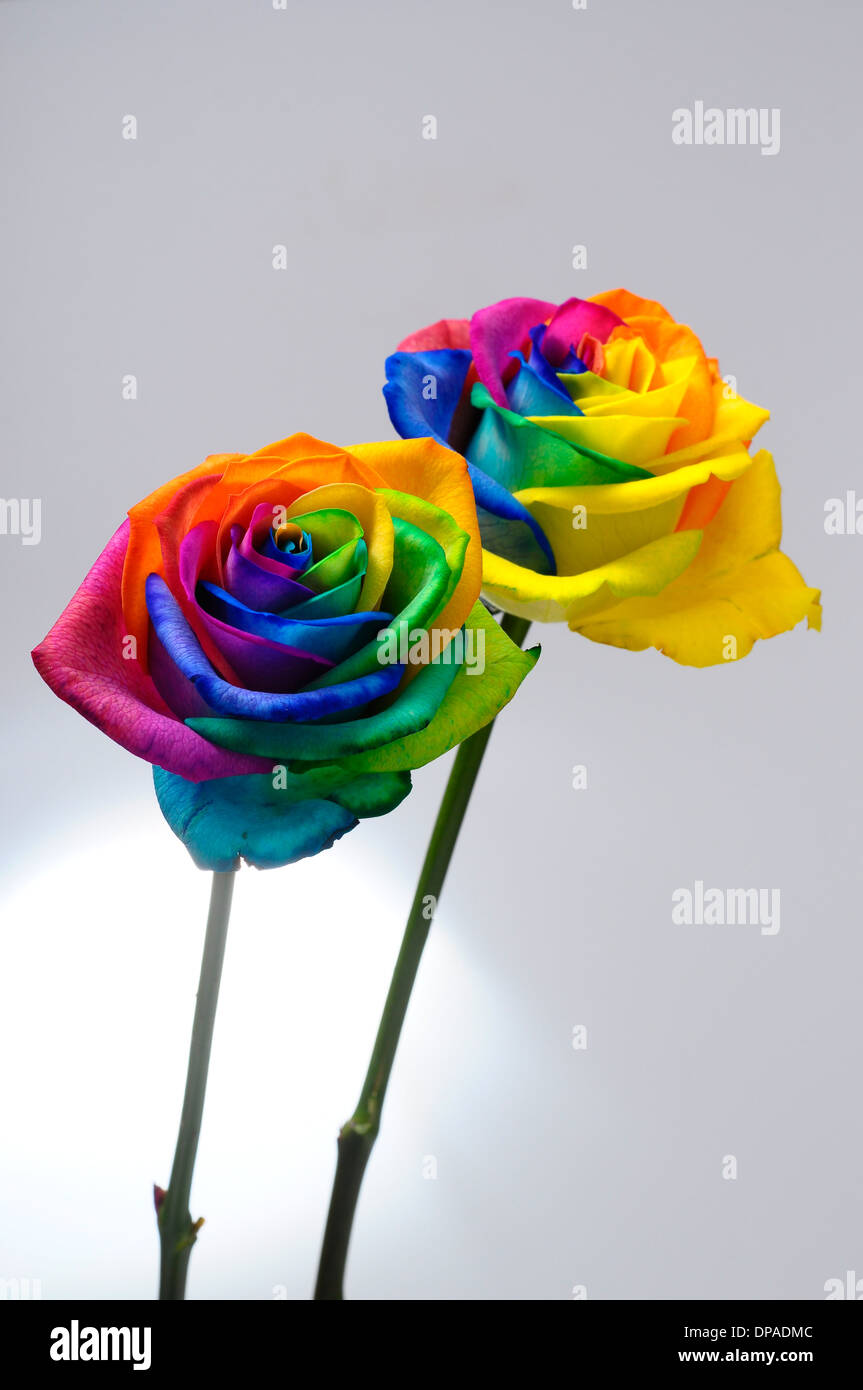 Rose and daisy flower hi-res stock photography and images - Alamy