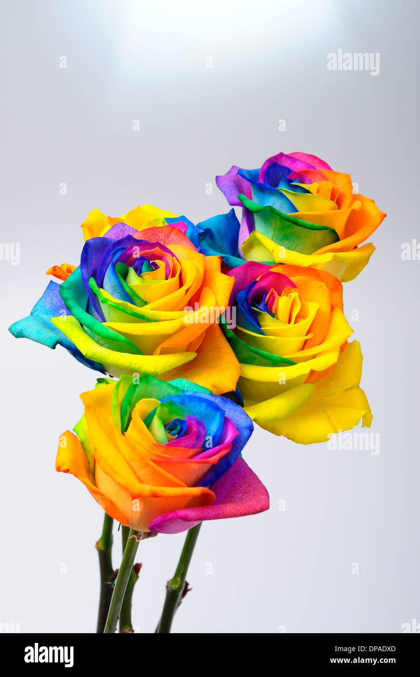 Rainbow colored rose hi-res stock photography and images - Alamy