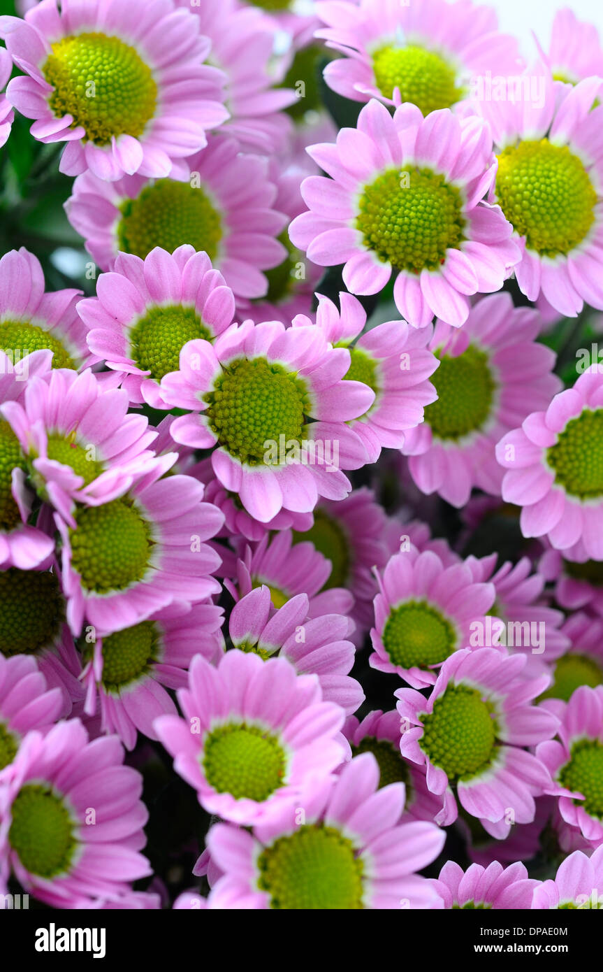White color daisy hi-res stock photography and images - Alamy