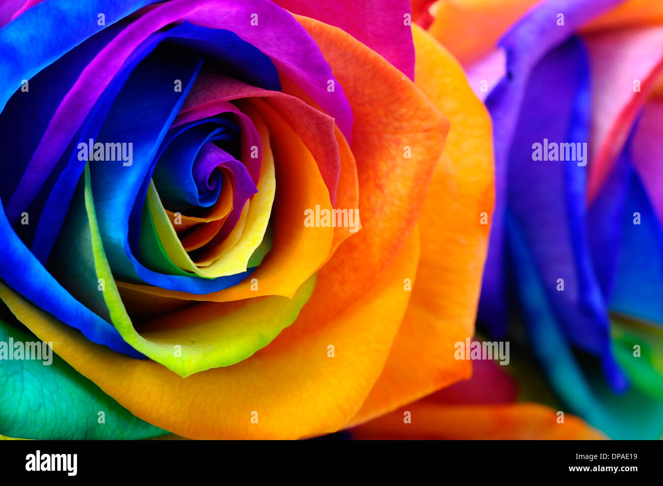Happy Rose Rainbow