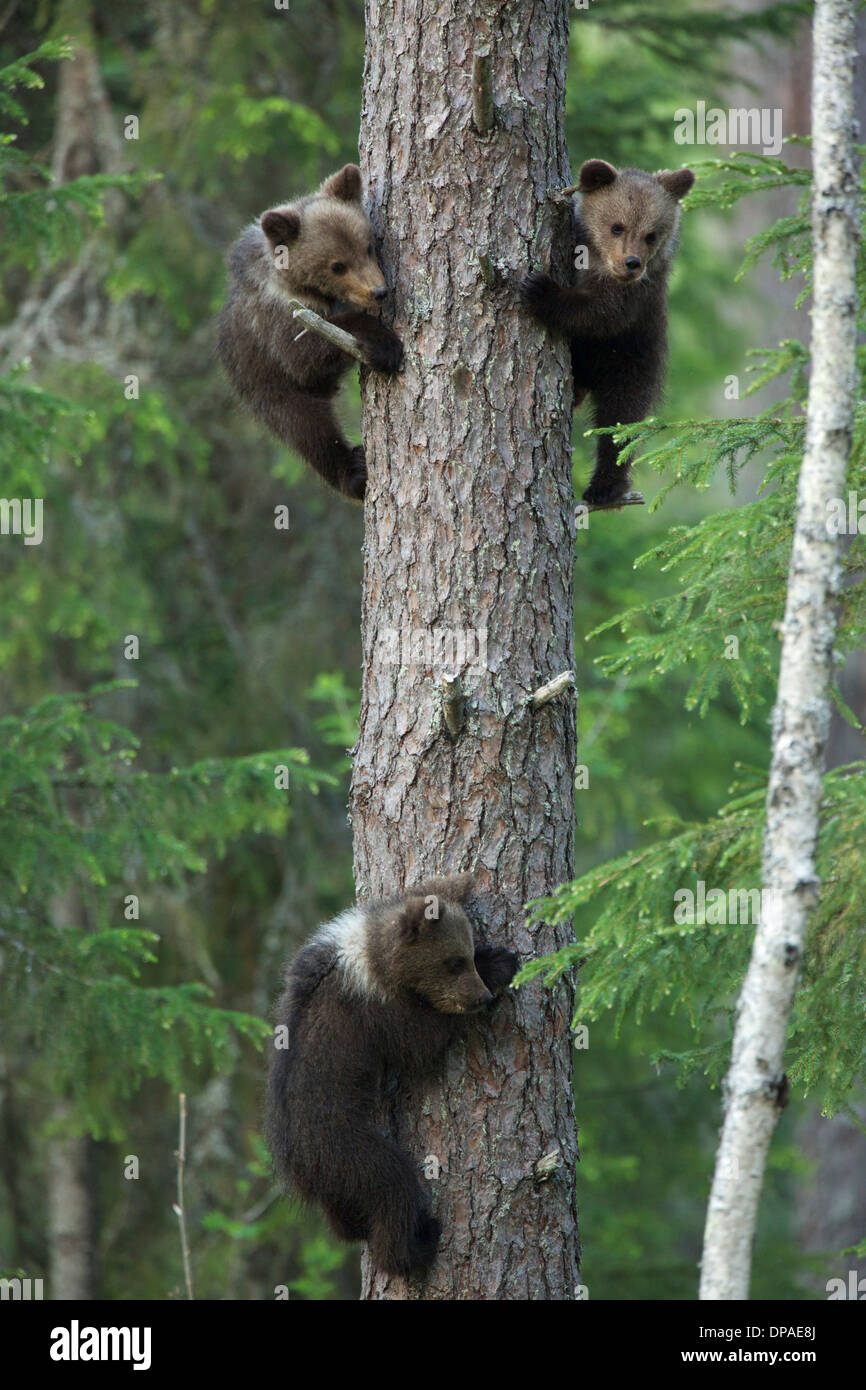 Brown bear cubs climbing tree, Taiga Forest, Finland Stock Photo - Alamy