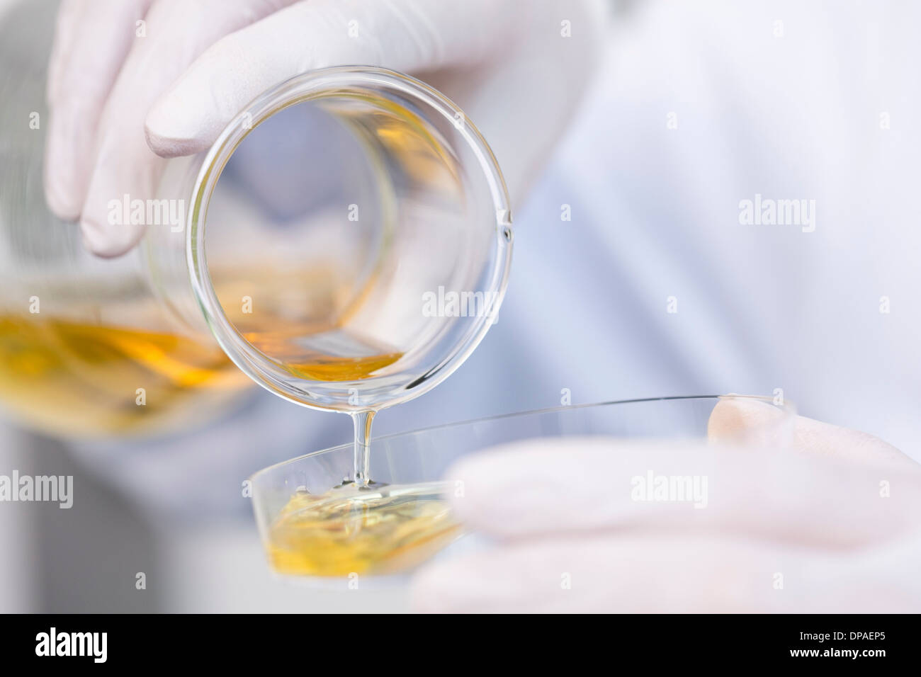 Flask with growth medium (agar-medium) being poured into petri dish ...