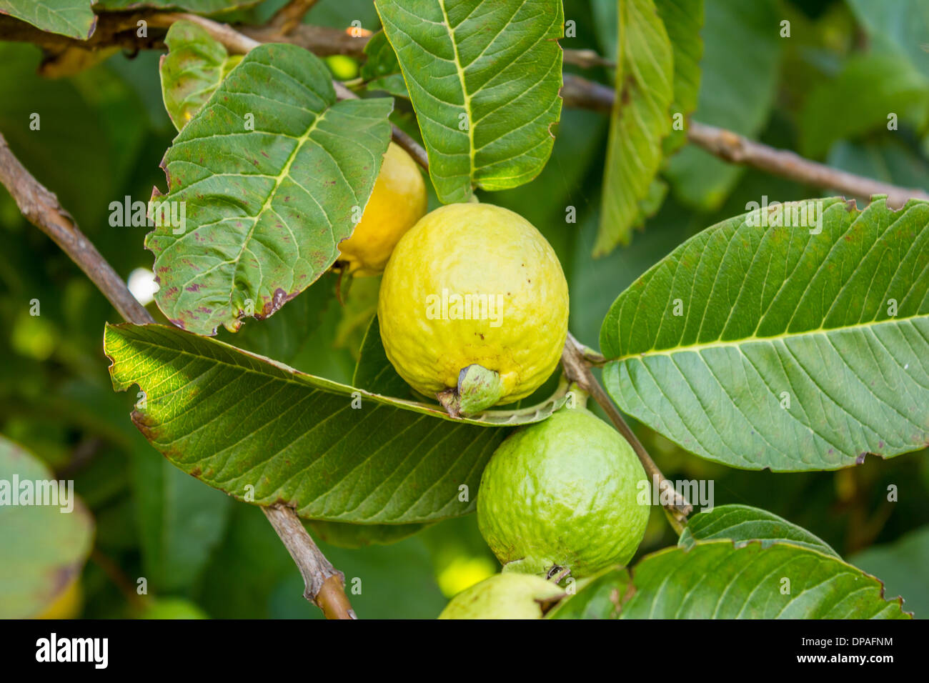 Green and yellow guavas in tree Stock Photo - Alamy