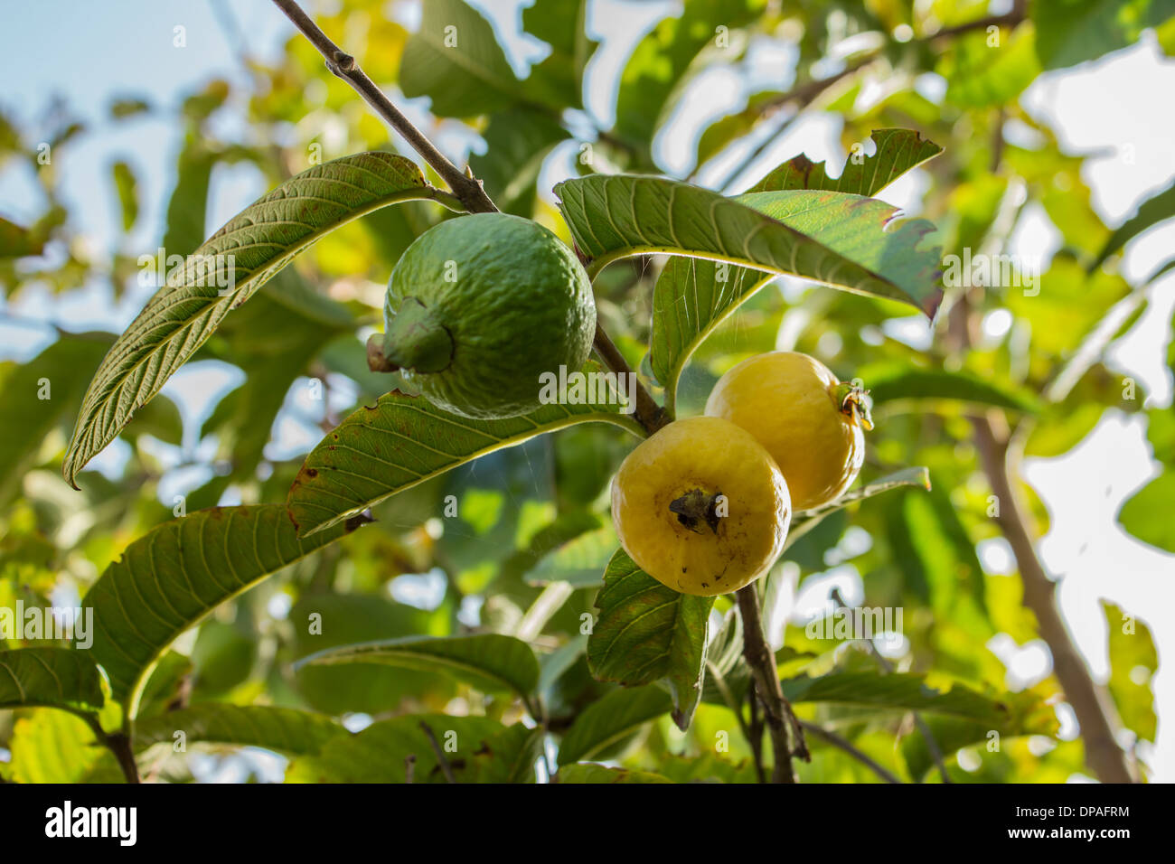 Green and yellow guavas in tree Stock Photo - Alamy