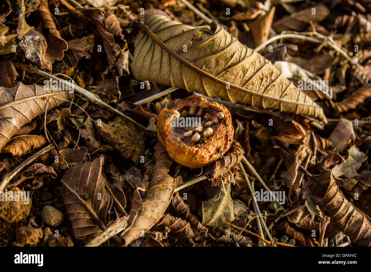 Death nature, Natureza morta Stock Photo - Alamy