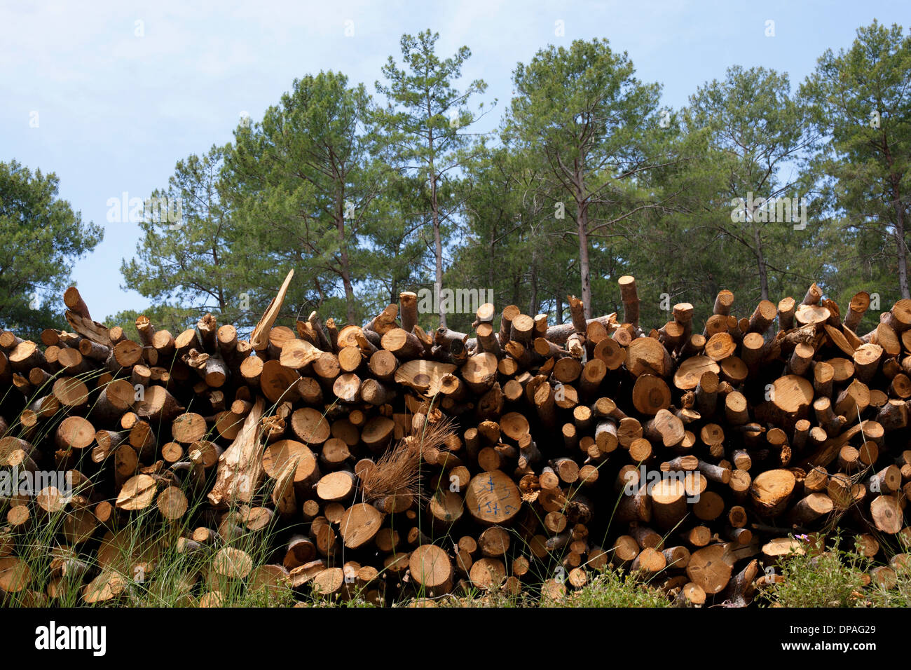 Large stack of firewood Stock Photo - Alamy