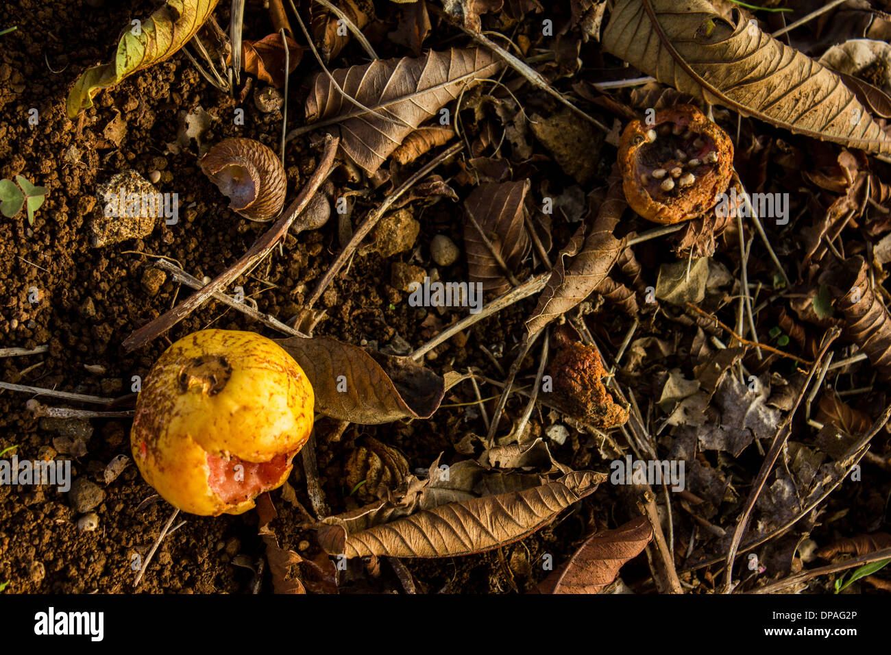 Death nature, Natureza morta Stock Photo - Alamy