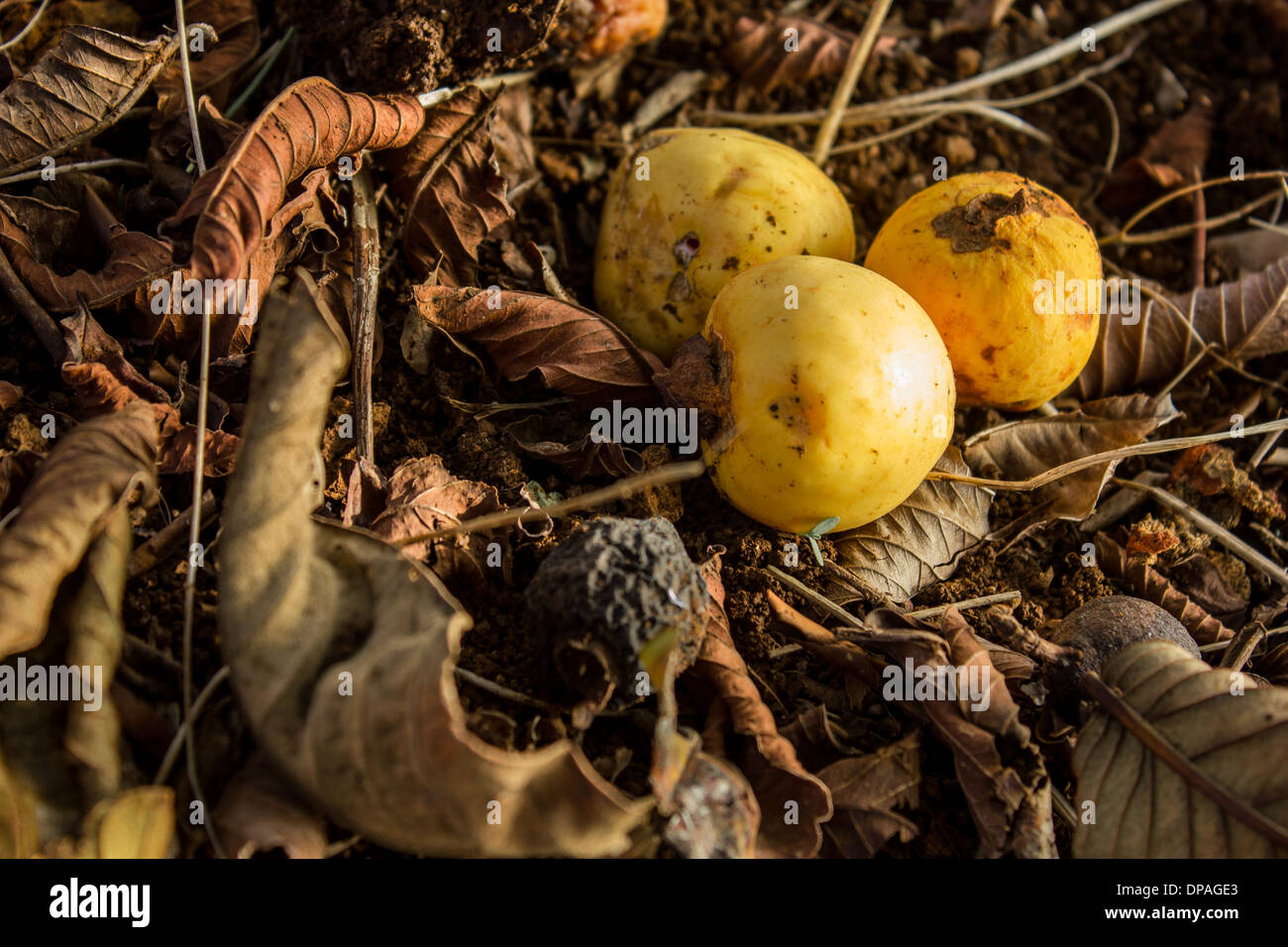 Death nature, Natureza morta Stock Photo - Alamy