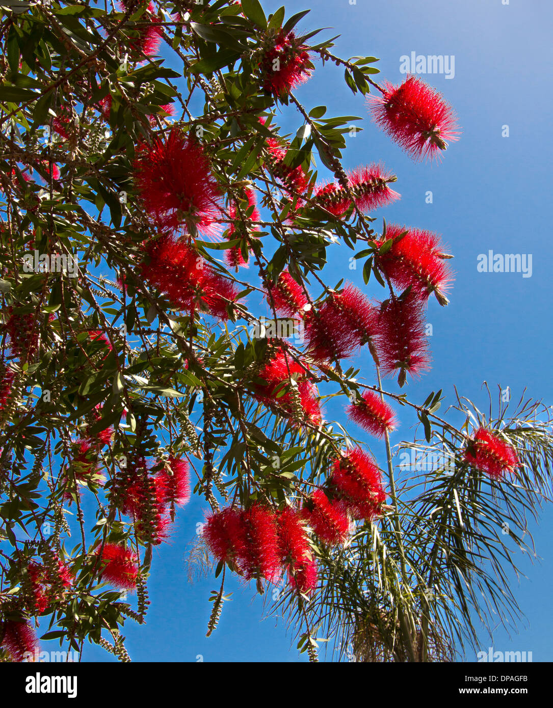 Callistemon tree hi-res stock photography and images - Alamy