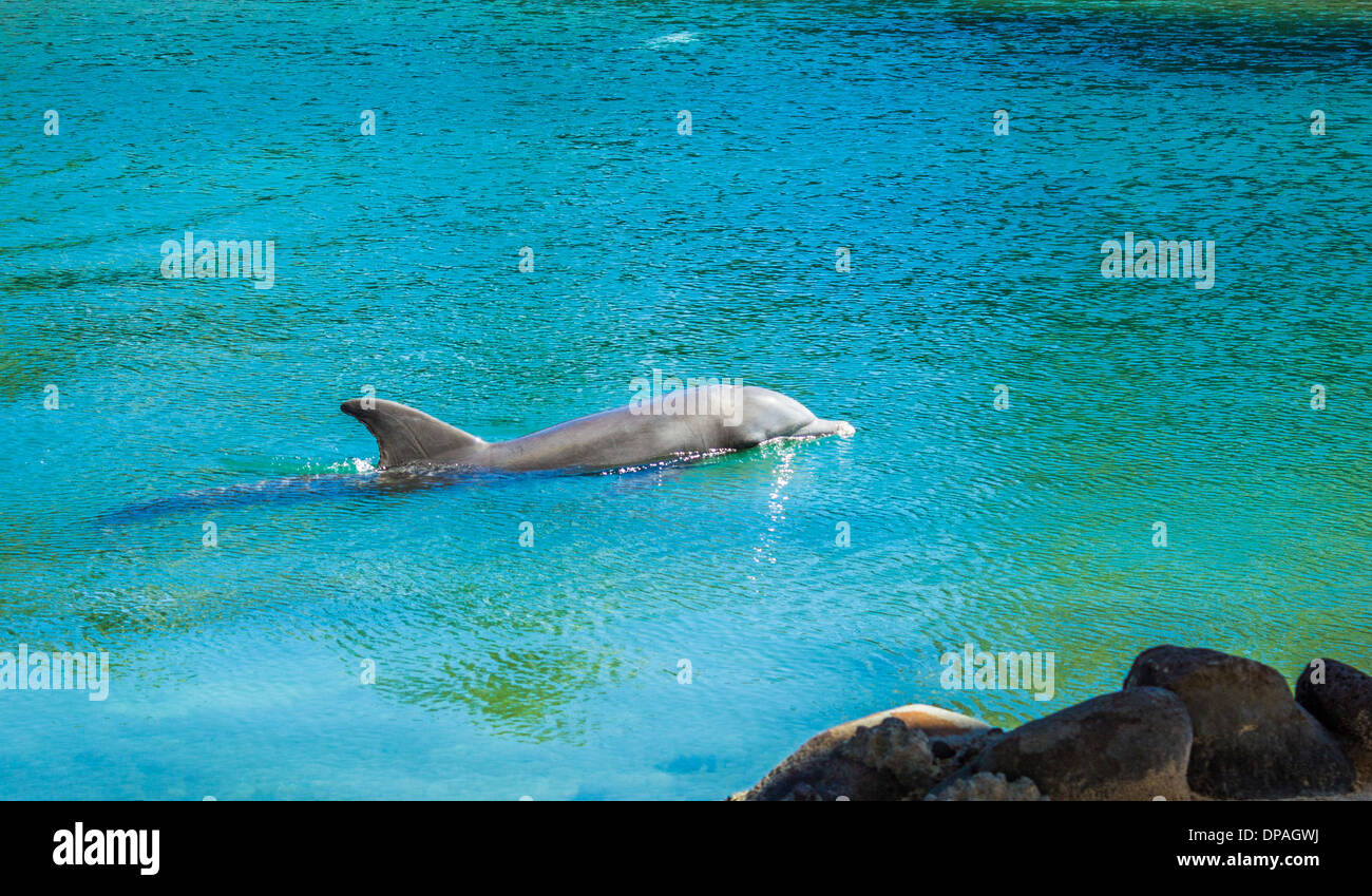 Dolphin enjoying a swim in a lagoon Stock Photo - Alamy
