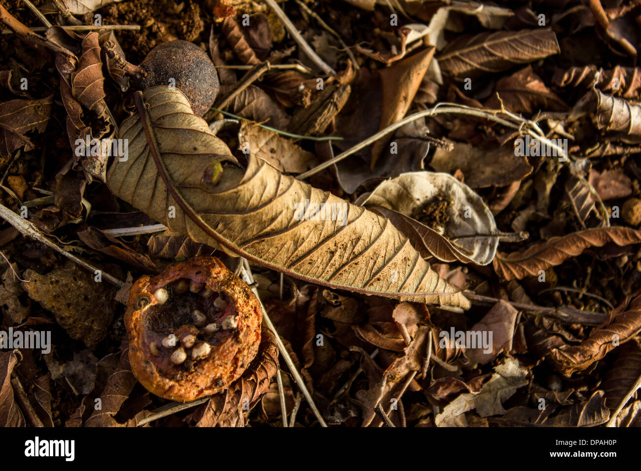 Death nature, Natureza morta Stock Photo - Alamy