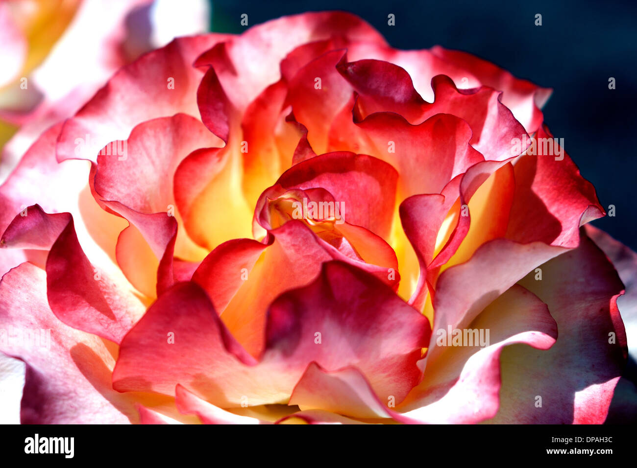 Rose glow hi-res stock photography and images - Alamy