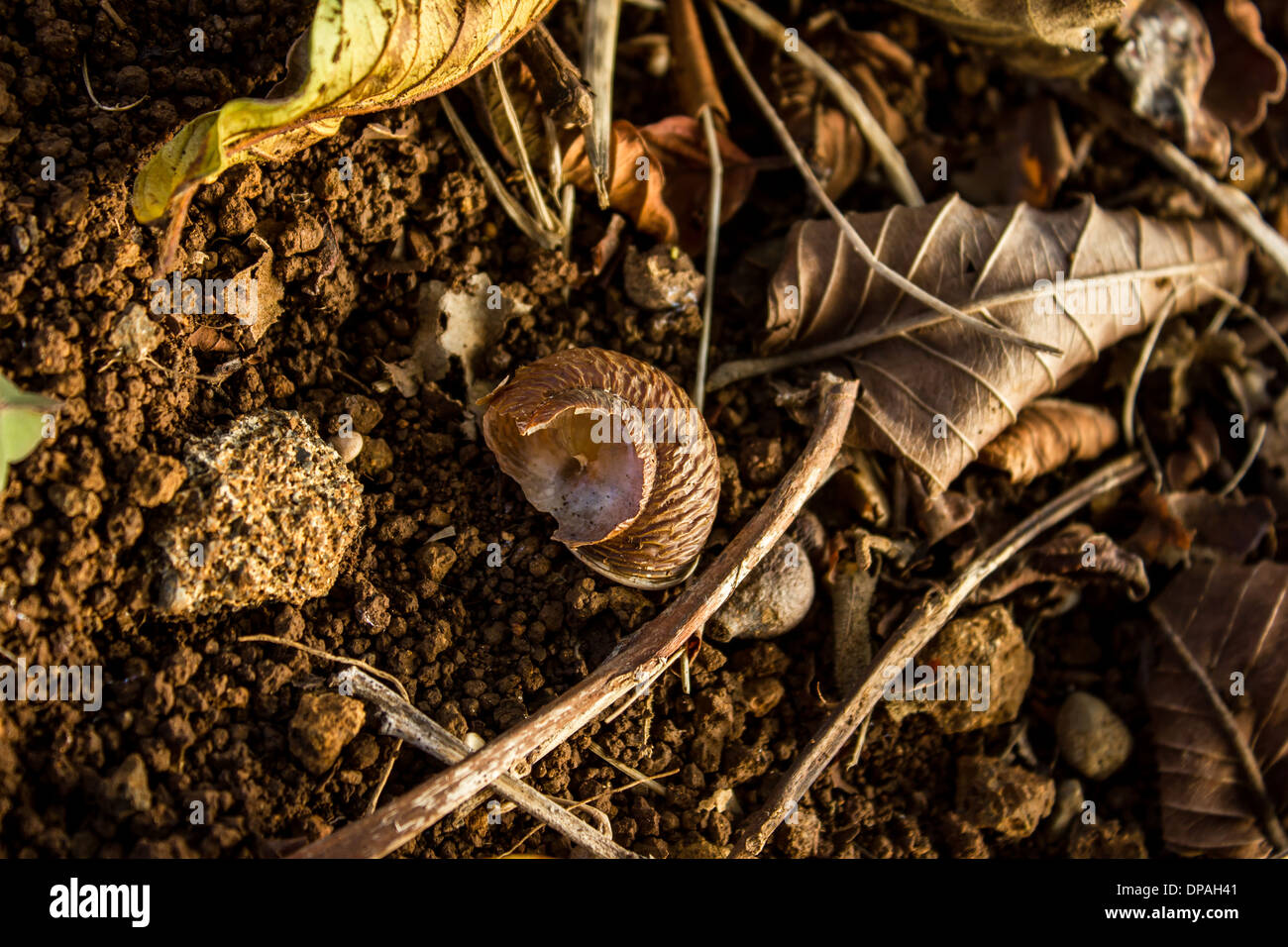 Death nature, Natureza morta Stock Photo - Alamy
