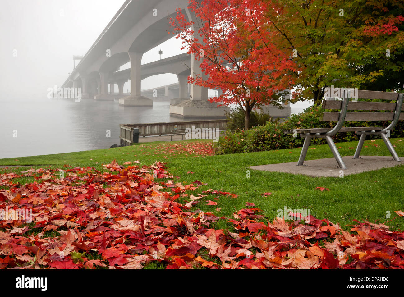 WASHINGTON - Fall color on a foggy day along the shores of Lake ...