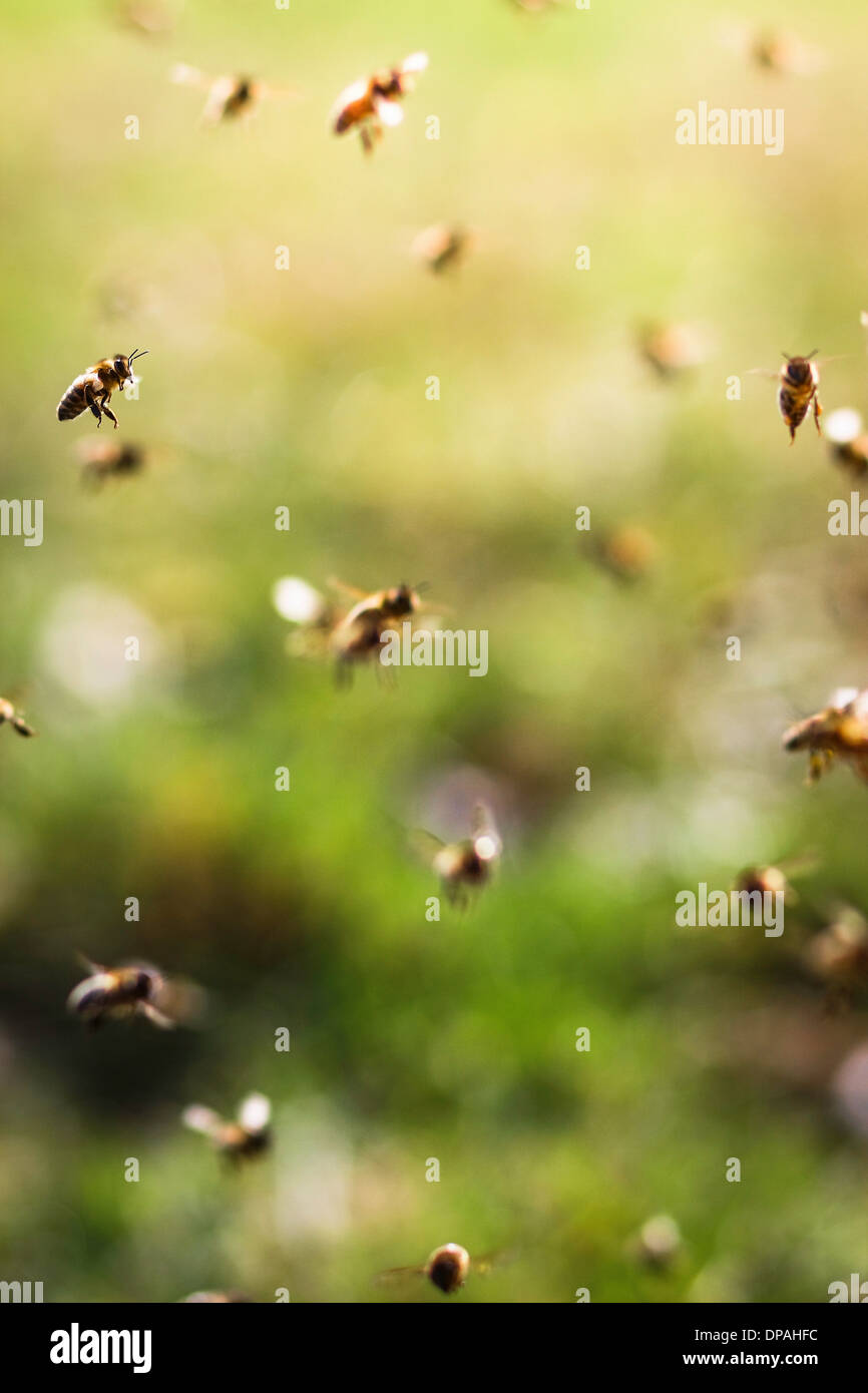 Bees flying group hi-res stock photography and images - Alamy