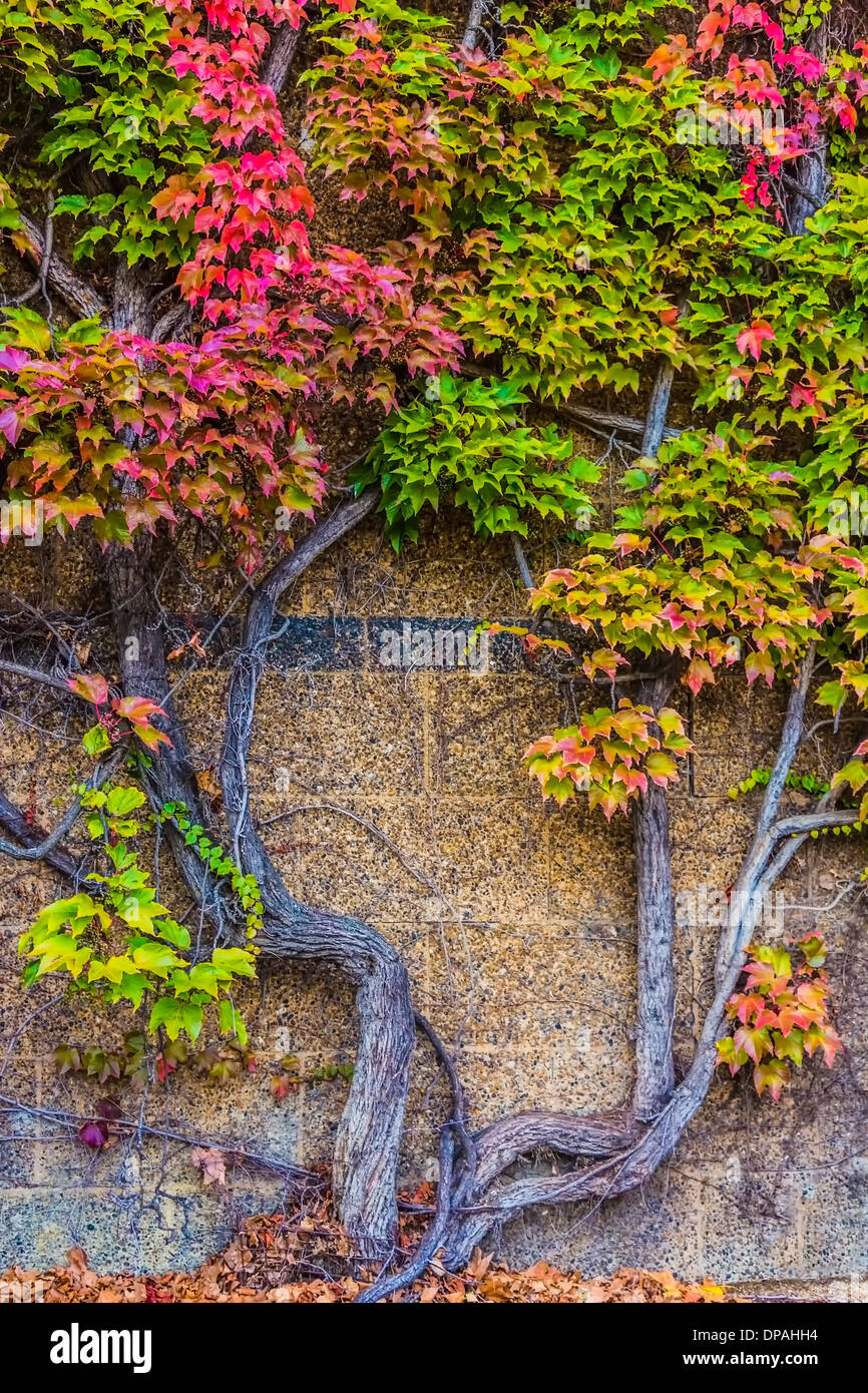 Beautiful colorful autumn ivy on stone wall Stock Photo - Alamy