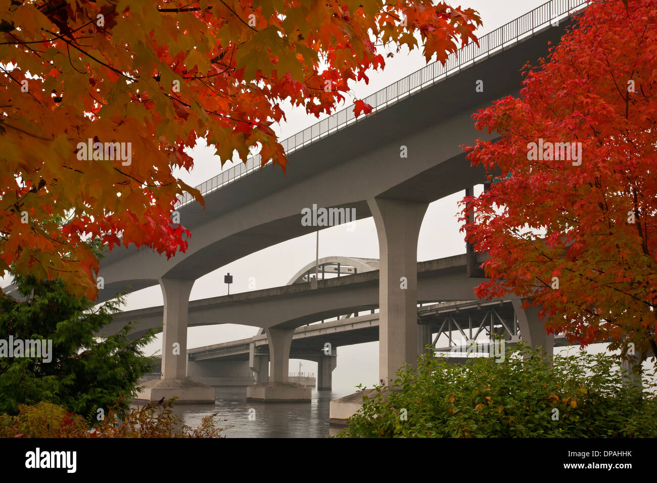 WASHINGTON - Fall color on a foggy day along the shores of Lake ...