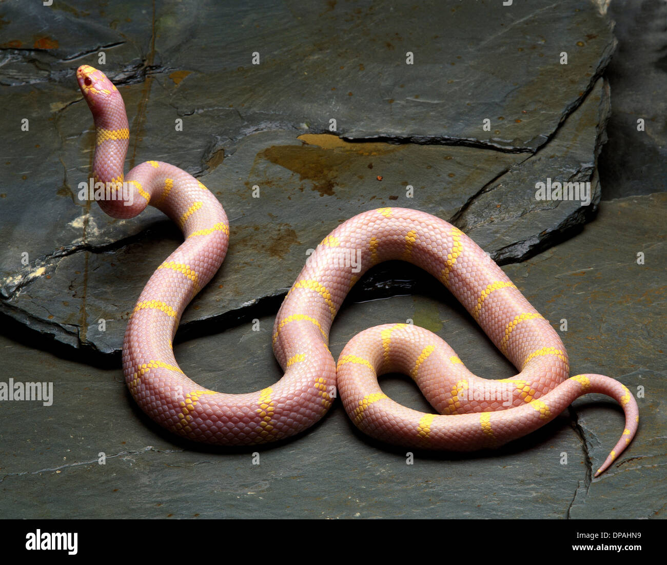 Albino Speckled Kingsnake