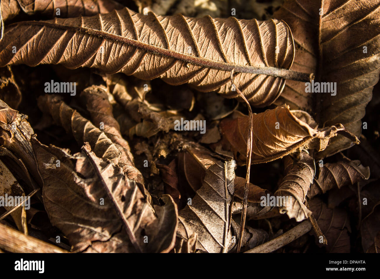 Death nature, Natureza morta Stock Photo - Alamy
