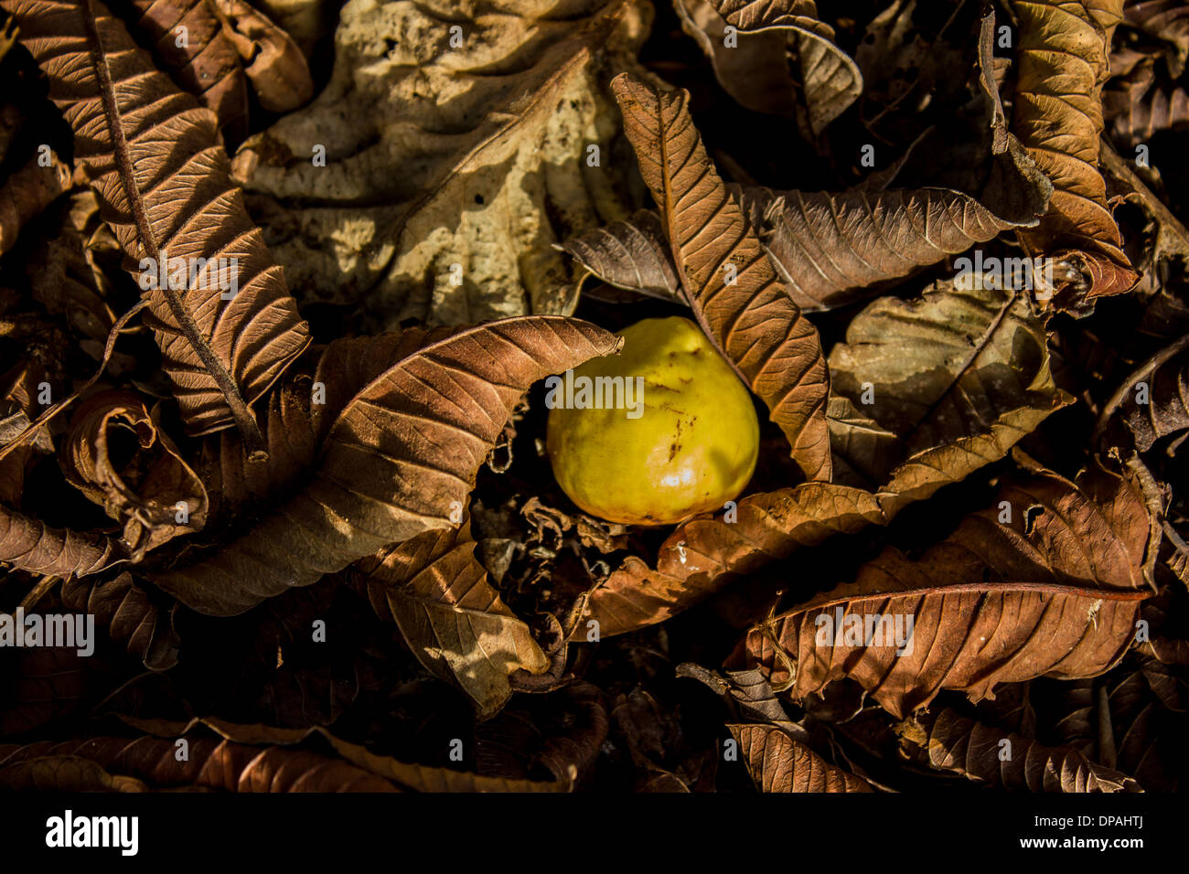 Death nature, Natureza morta Stock Photo - Alamy