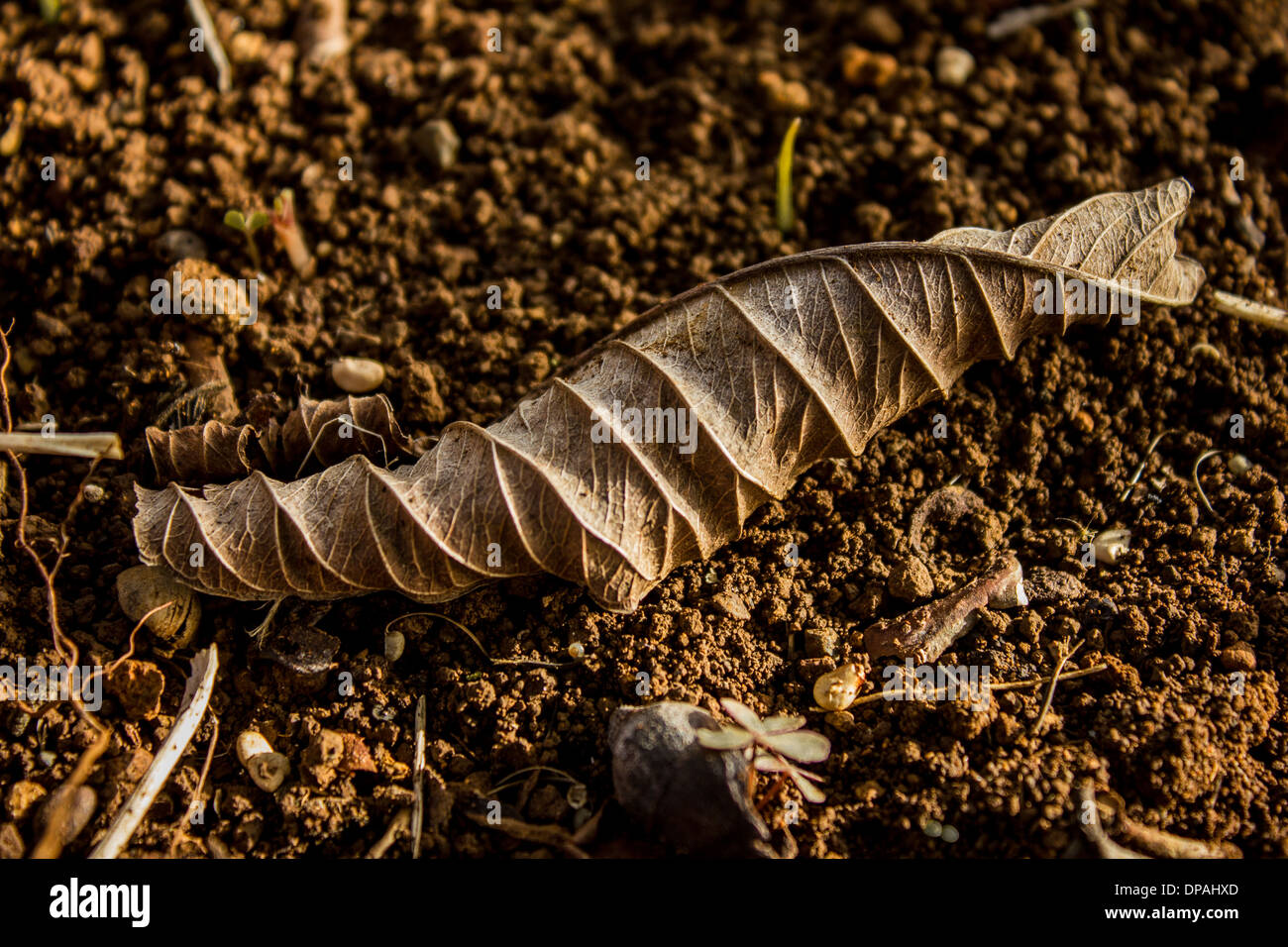 Death nature, Natureza morta Stock Photo - Alamy