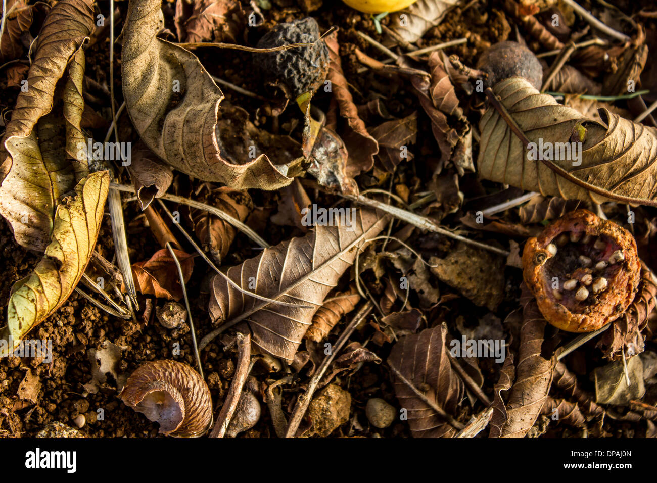 Death nature, Natureza morta Stock Photo - Alamy