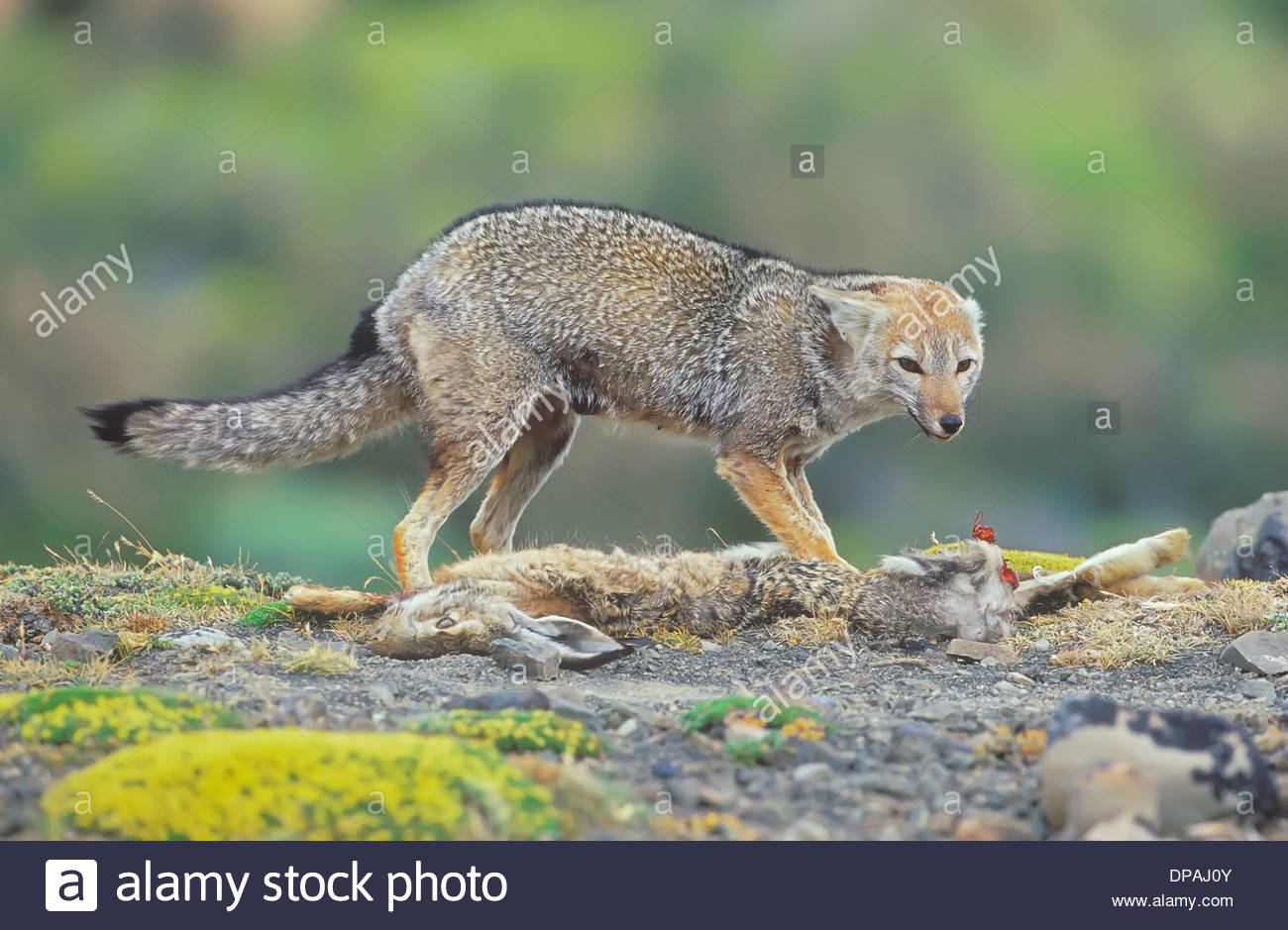 Defending Nature High Resolution Stock Photography and Images - Alamy