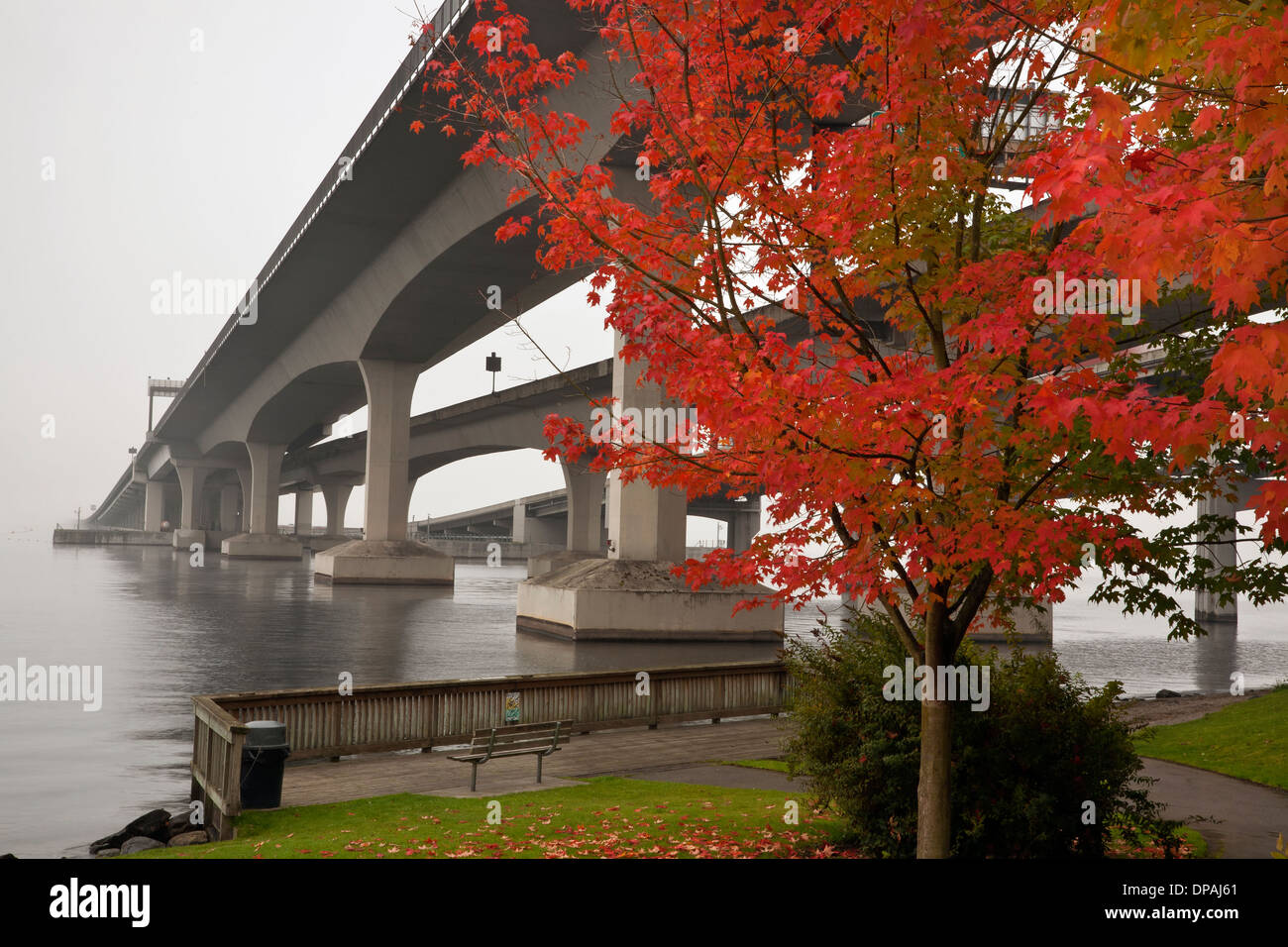 WASHINGTON - Fall color on a foggy day along the shores of Lake ...