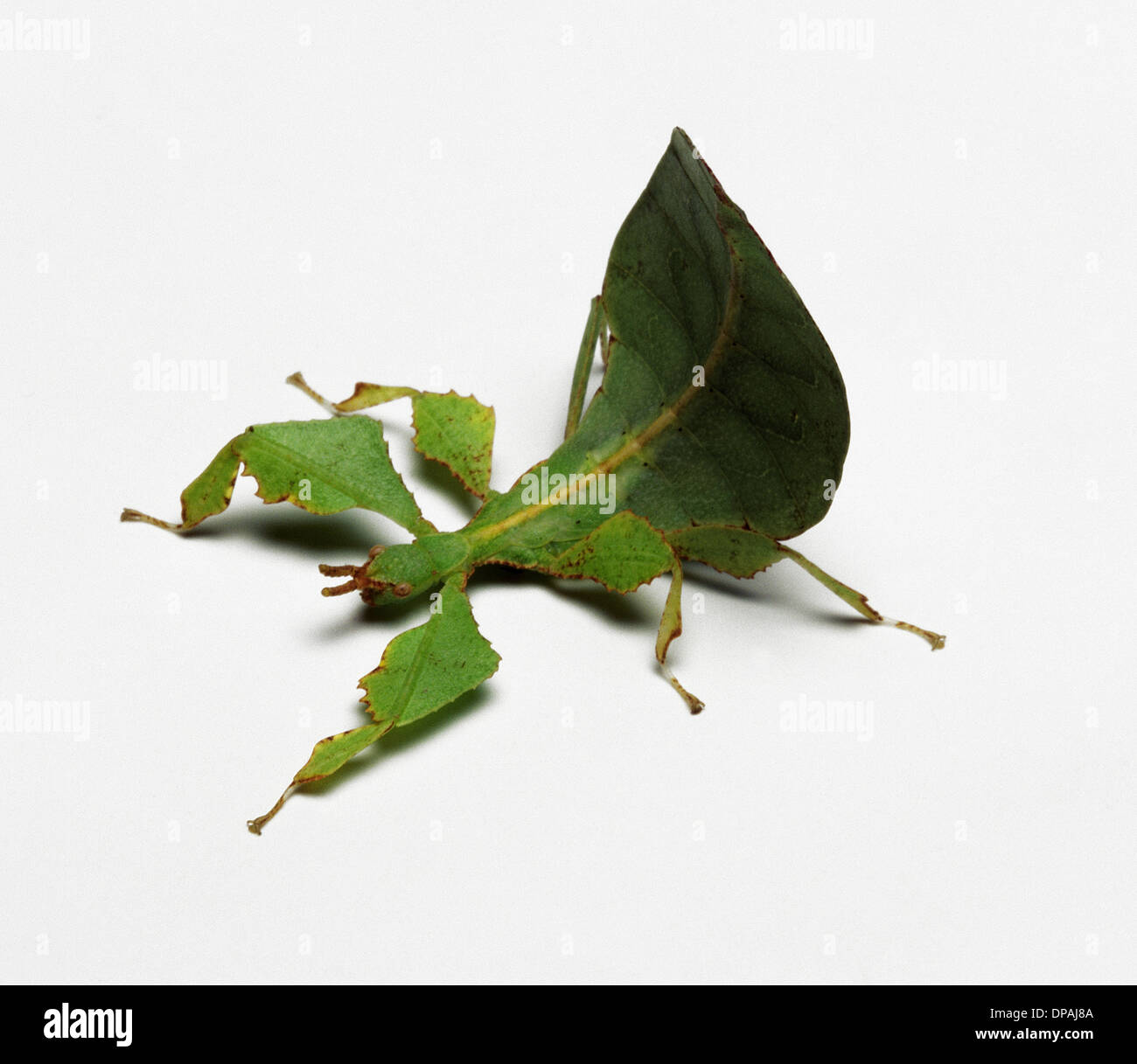 Leaf insect hi-res stock photography and images - Alamy