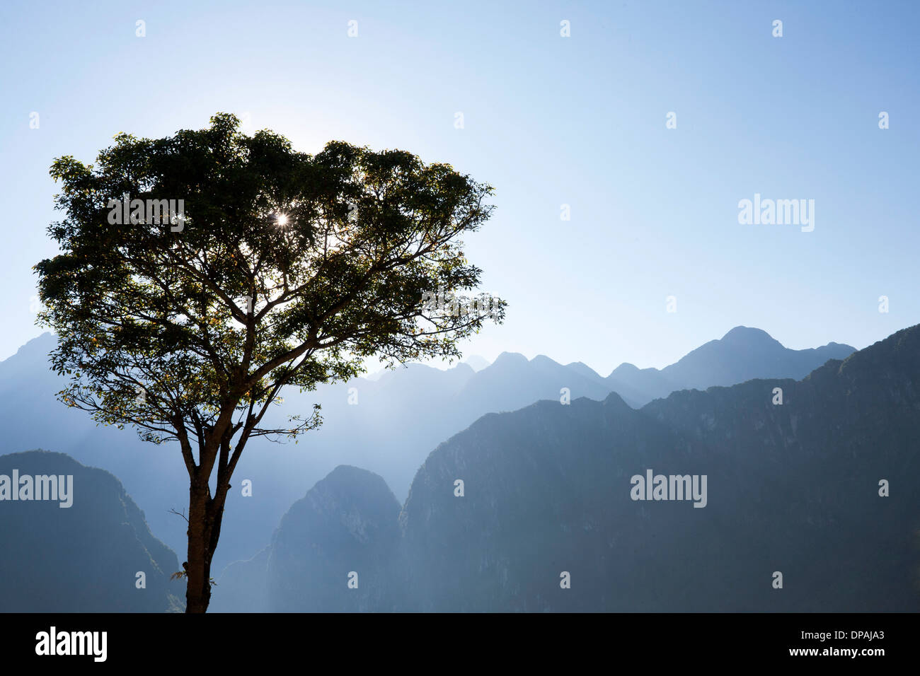 A tree backed by the Andes at dawn at Machu Picchu Stock Photo - Alamy