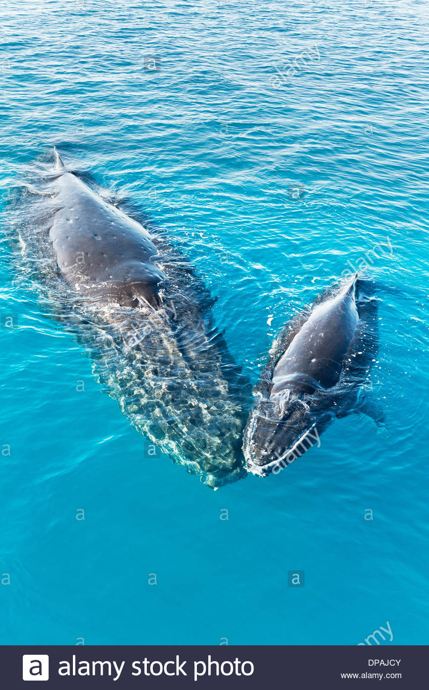 Whale Calf High Resolution Stock Photography and Images - Alamy