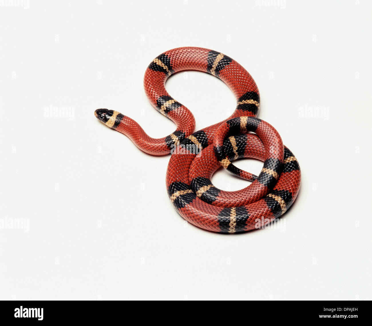 Red black striped snake hi-res stock photography and images - Alamy