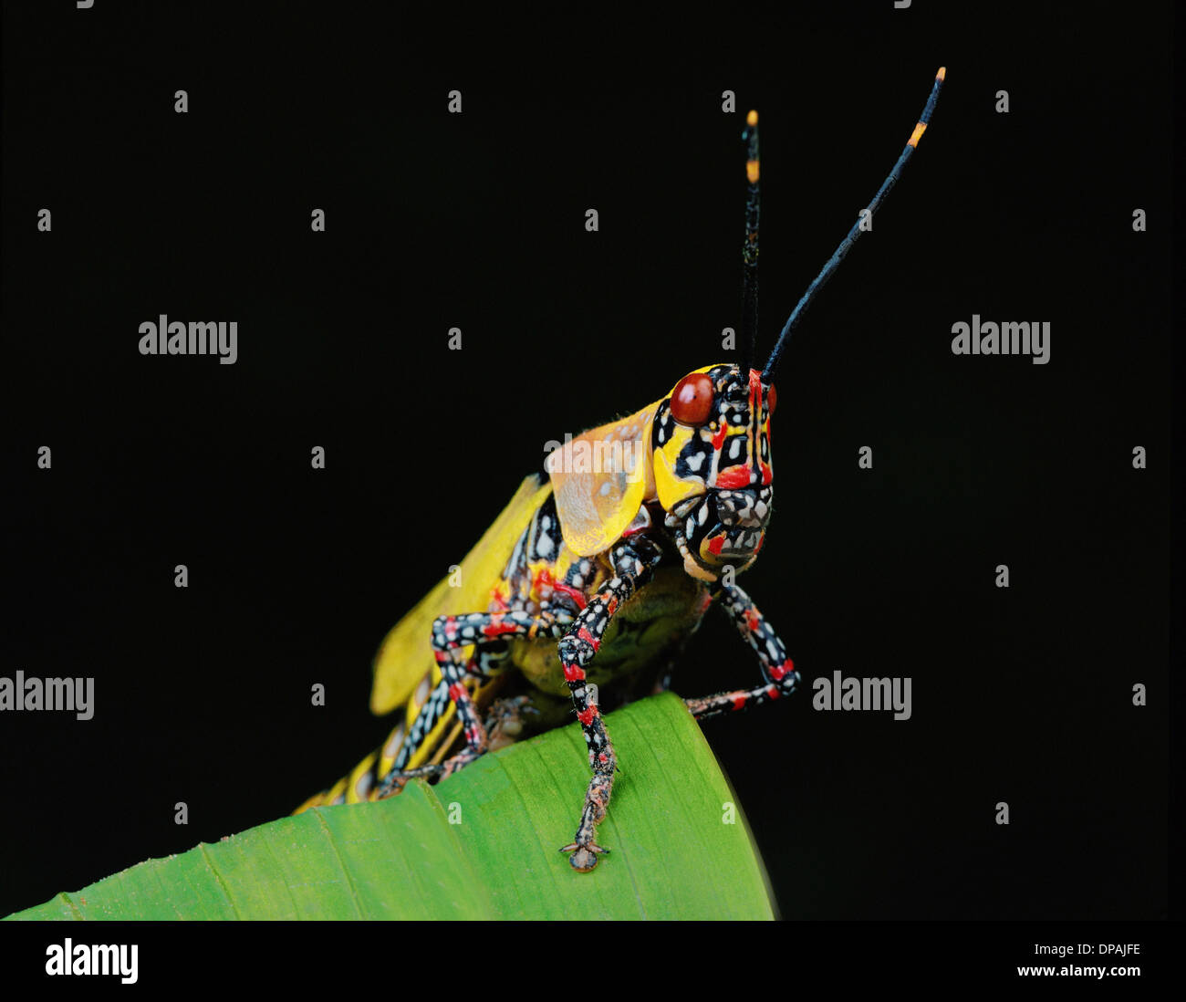 Locust antenna hi-res stock photography and images - Alamy