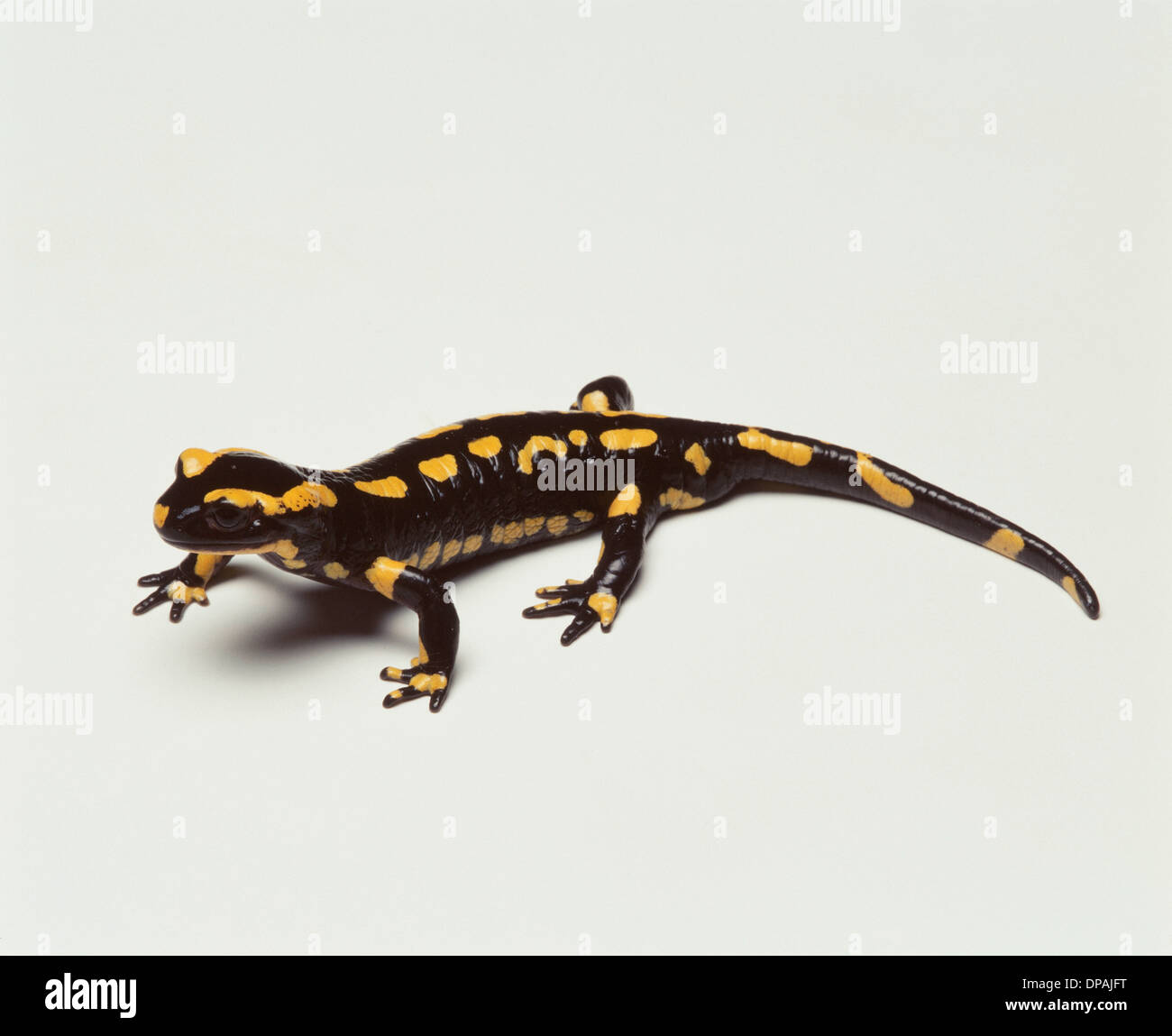 Fire salamander hi-res stock photography and images - Alamy