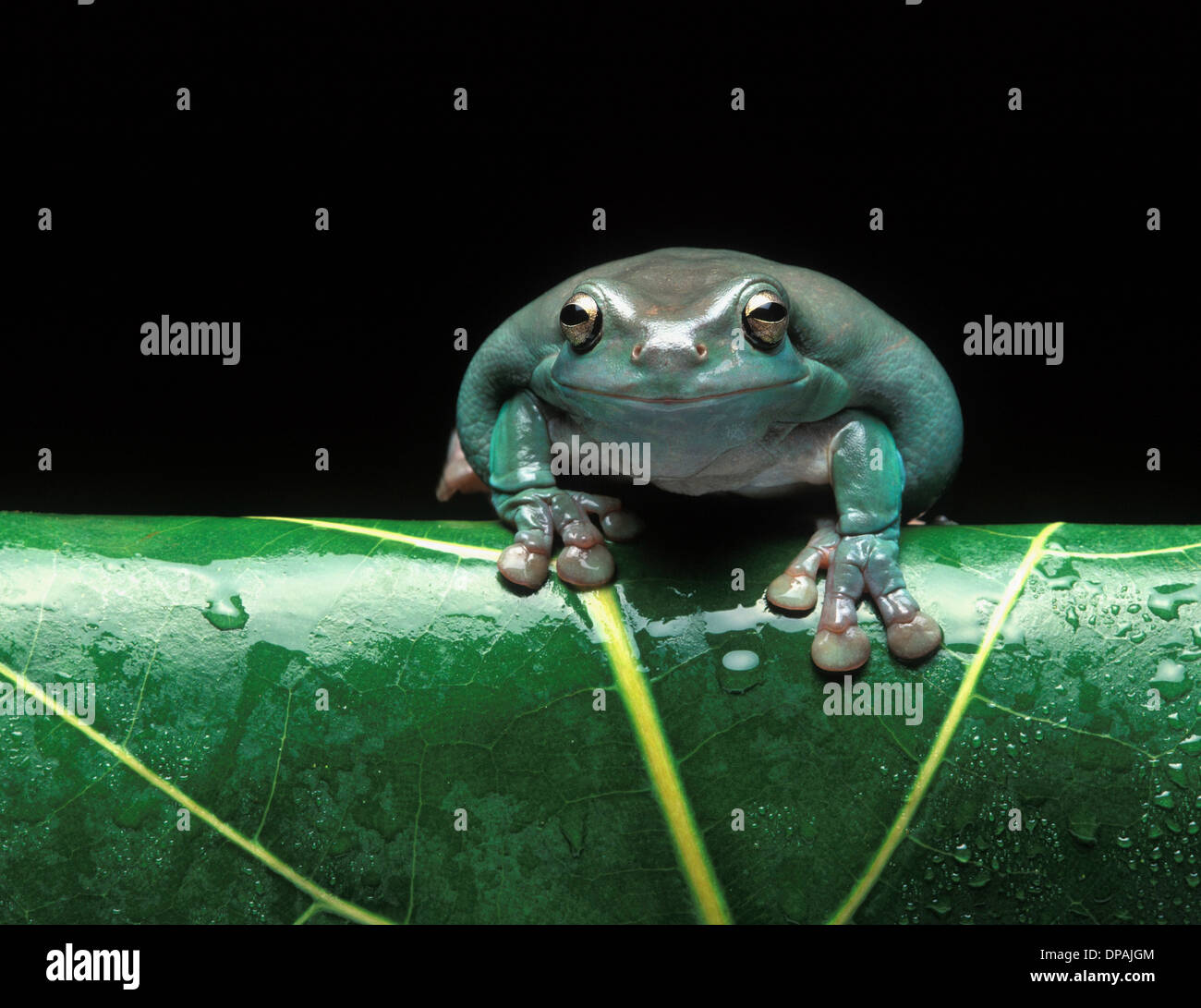 Whites tree frog hi-res stock photography and images - Alamy